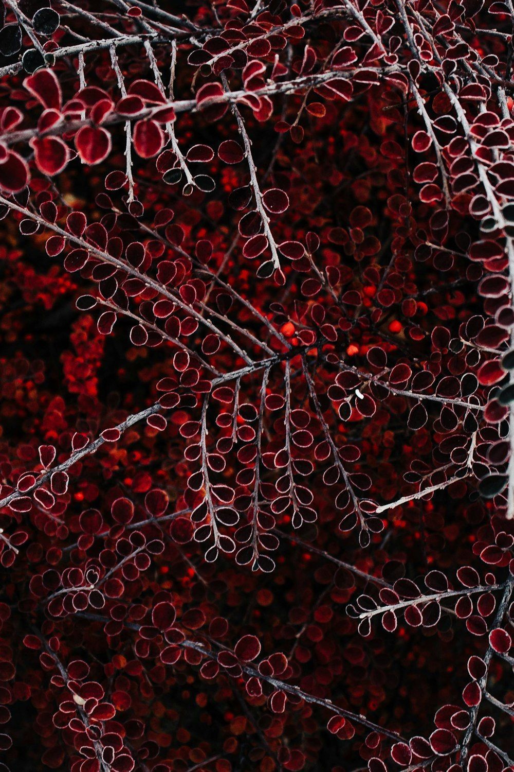 Red String Wallpapers - Top Free Red String Backgrounds - WallpaperAccess