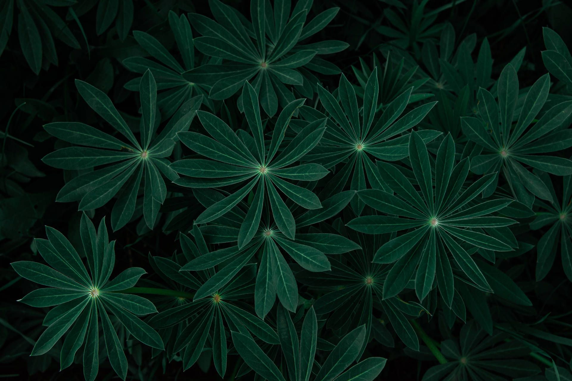 Dark Green 4k Wallpapers - Top Free Dark Green 4k Backgrounds ...