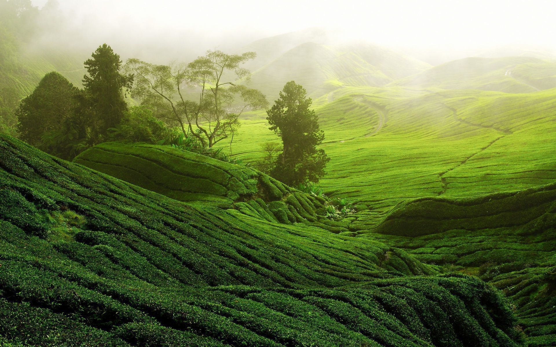 Tea Farm Wallpapers - Top Free Tea Farm Backgrounds - WallpaperAccess