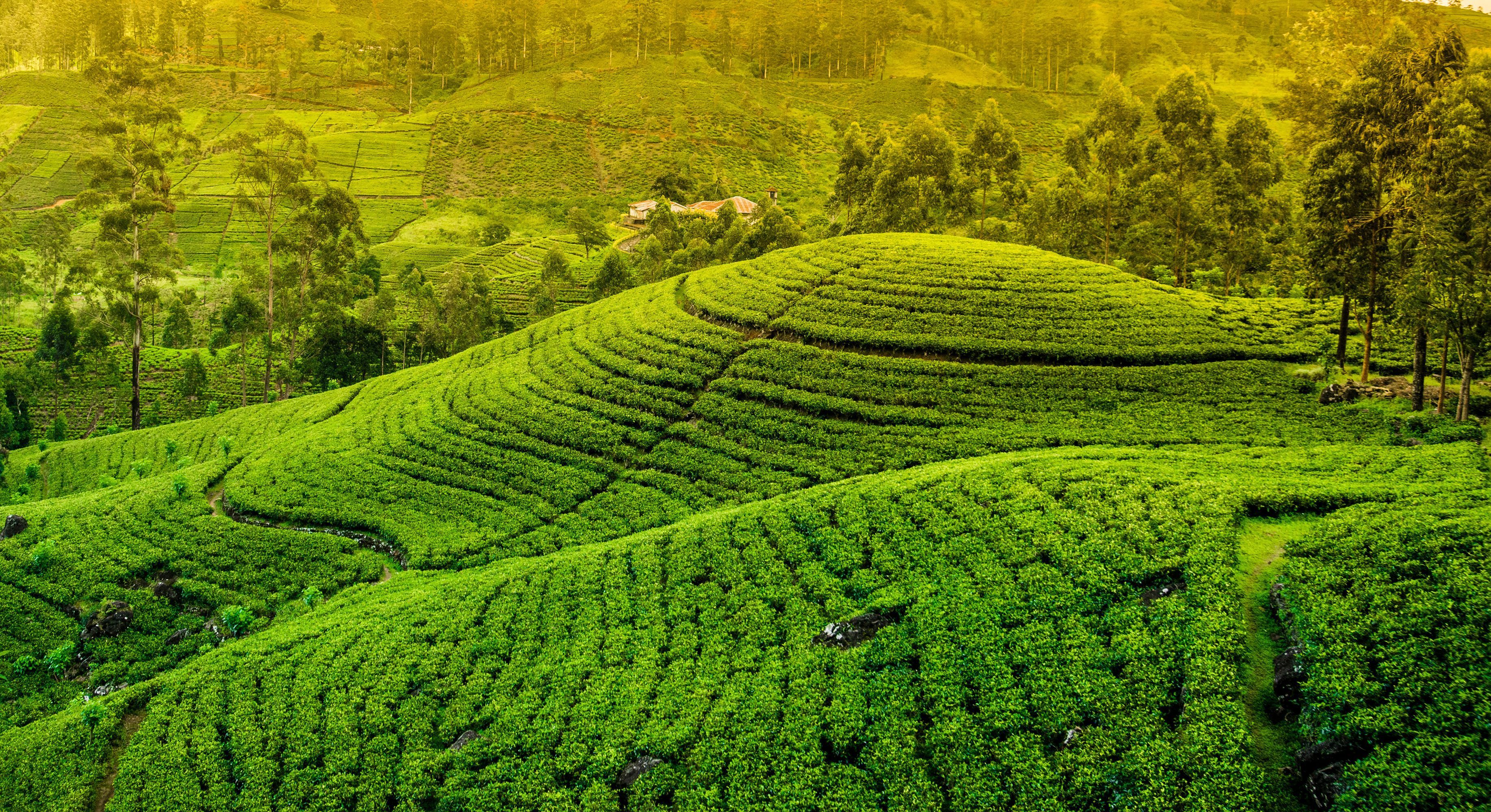 Tea Farm Wallpapers - Top Free Tea Farm Backgrounds - WallpaperAccess