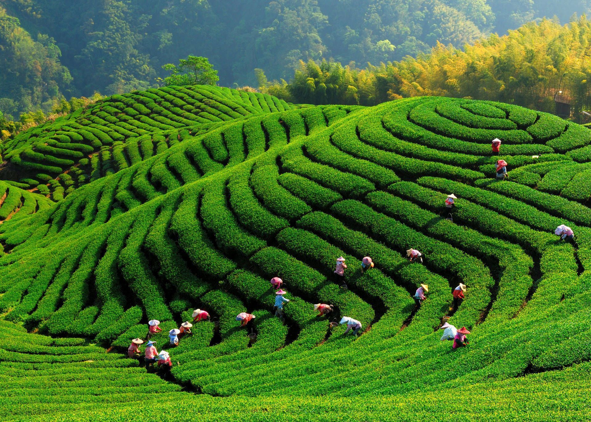 Tea Farm Wallpapers - Top Free Tea Farm Backgrounds - WallpaperAccess