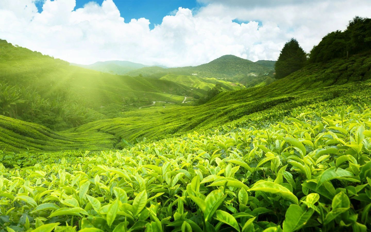 Tea Farm Wallpapers - Top Free Tea Farm Backgrounds - WallpaperAccess
