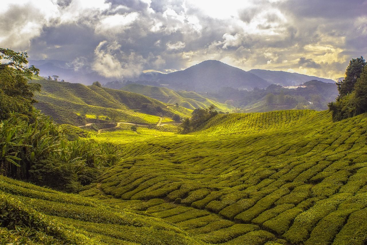 Tea Farm Wallpapers - Top Free Tea Farm Backgrounds - WallpaperAccess