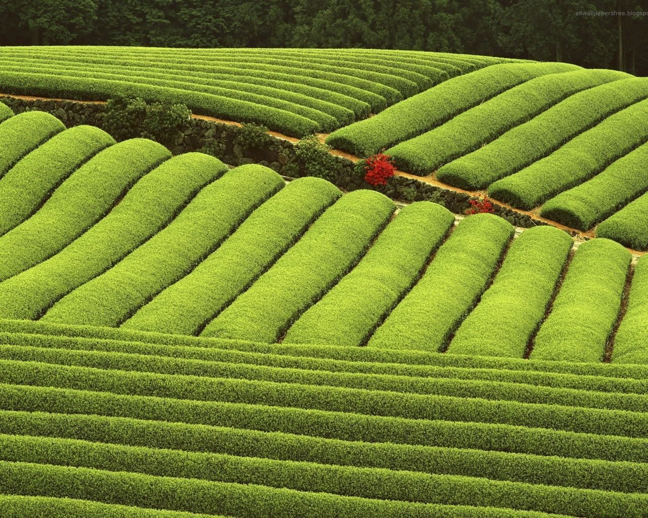 Tea Farm Wallpapers - Top Free Tea Farm Backgrounds - WallpaperAccess