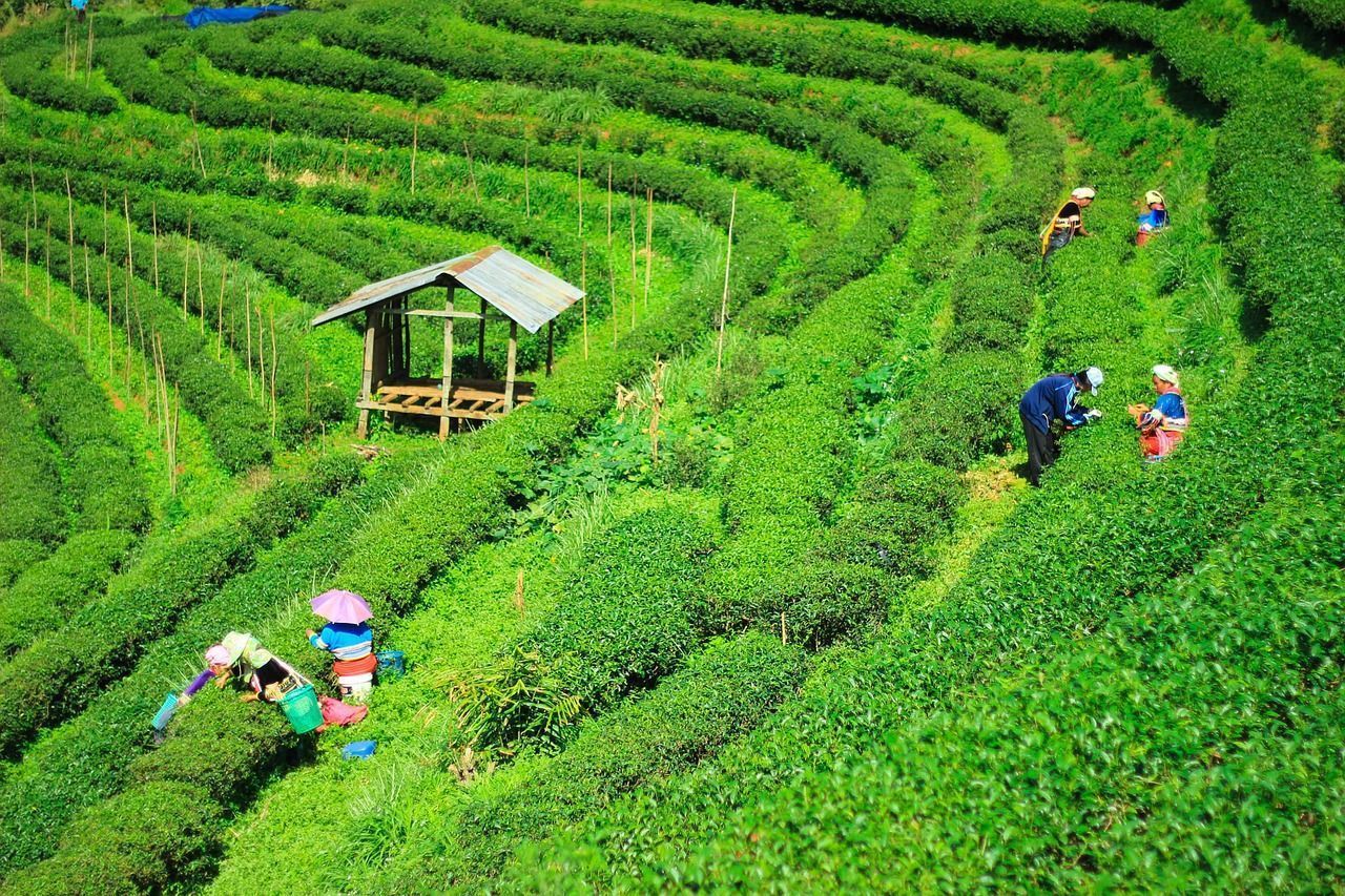 Tea Farm Wallpapers - Top Free Tea Farm Backgrounds - WallpaperAccess