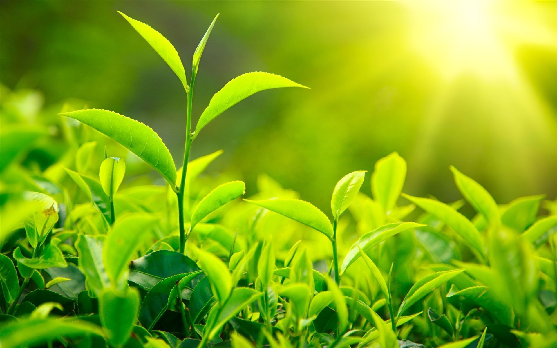 Tea Farm Wallpapers - Top Free Tea Farm Backgrounds - WallpaperAccess