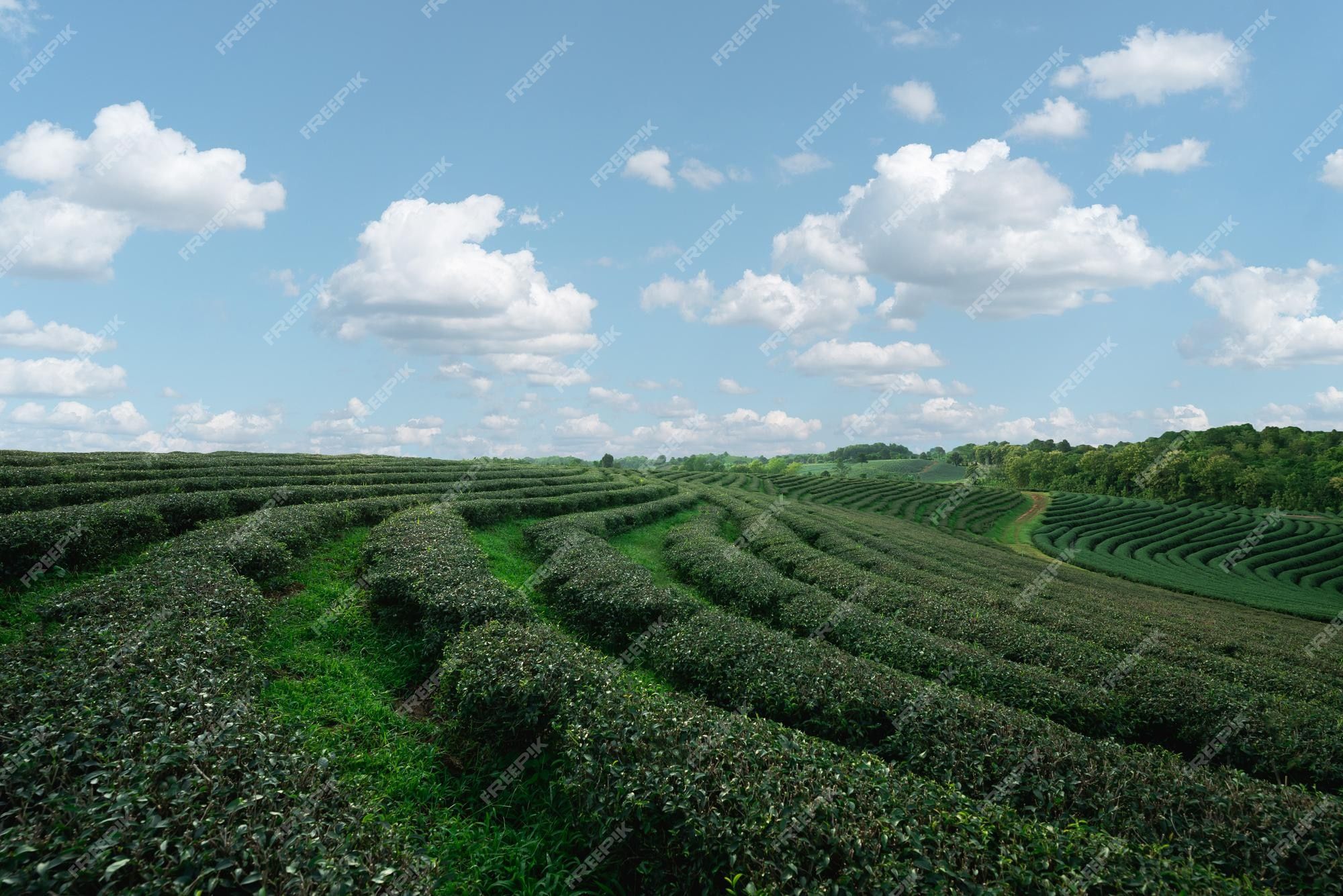 Tea Farm Wallpapers - Top Free Tea Farm Backgrounds - WallpaperAccess