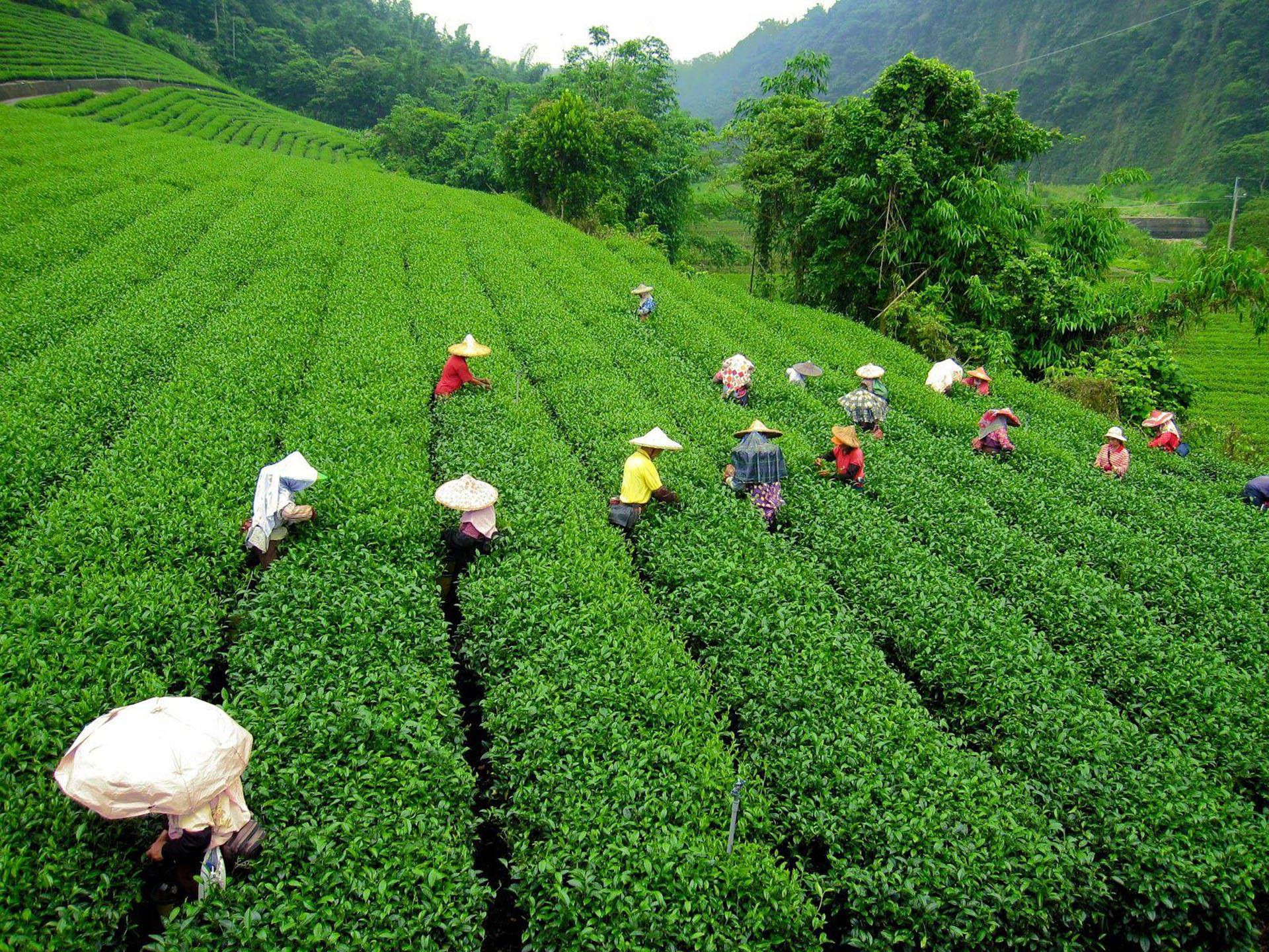 Tea Farm Wallpapers - Top Free Tea Farm Backgrounds - WallpaperAccess