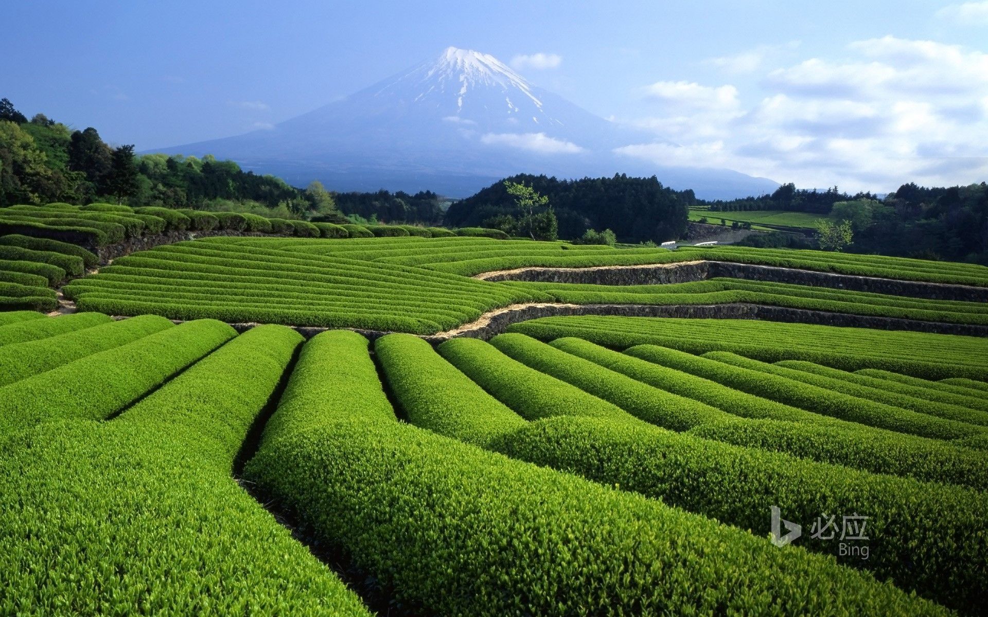 Tea Farm Wallpapers - Top Free Tea Farm Backgrounds - WallpaperAccess