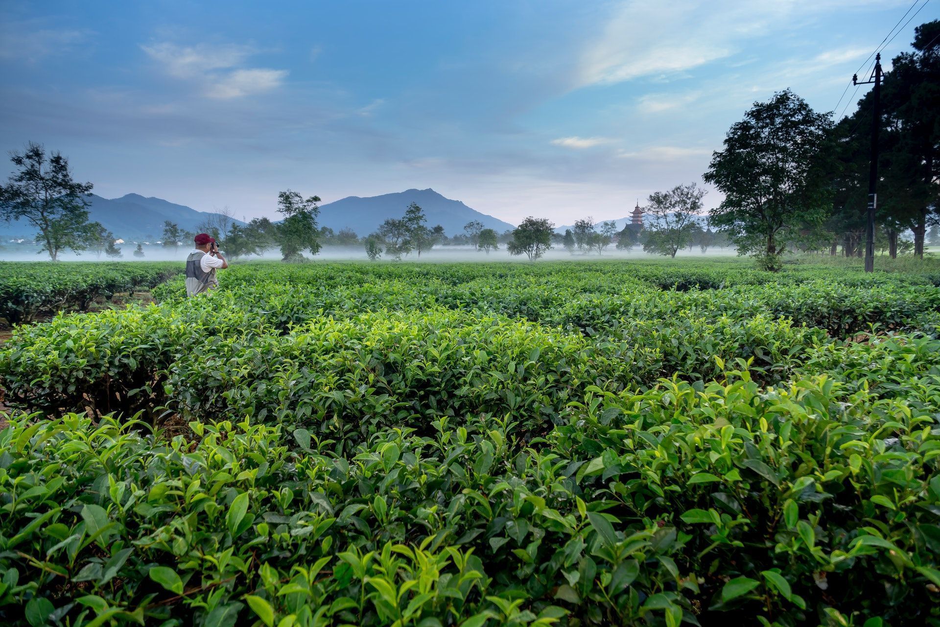 Tea Farm Wallpapers - Top Free Tea Farm Backgrounds - WallpaperAccess