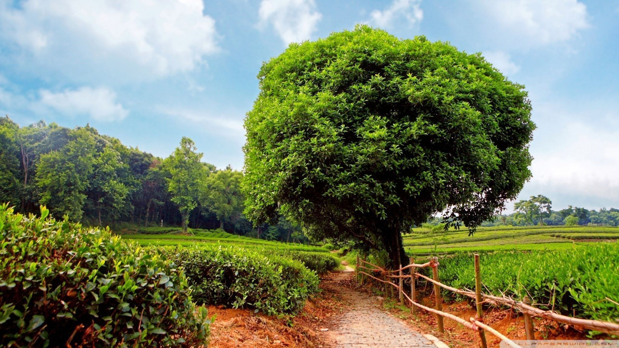 Tea Farm Wallpapers - Top Free Tea Farm Backgrounds - WallpaperAccess