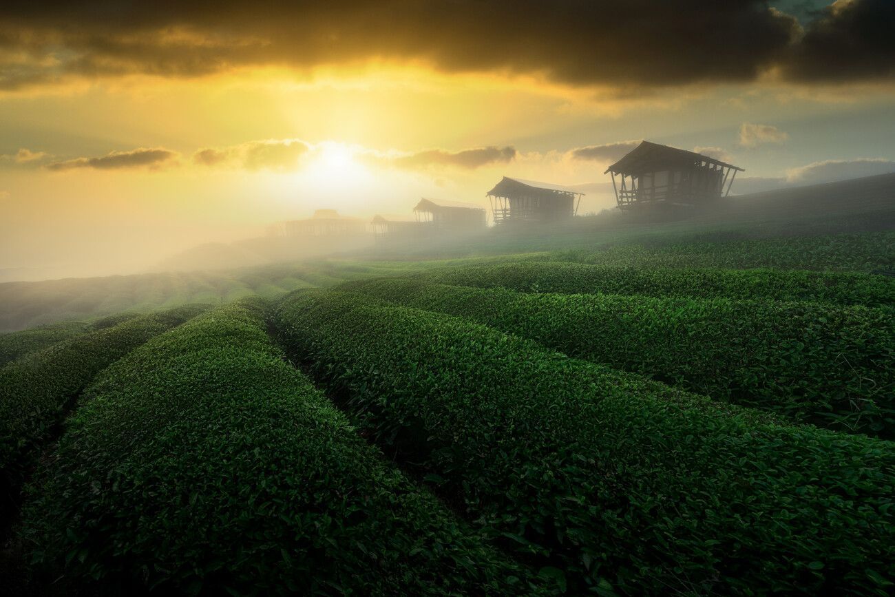 Tea Farm Wallpapers - Top Free Tea Farm Backgrounds - WallpaperAccess