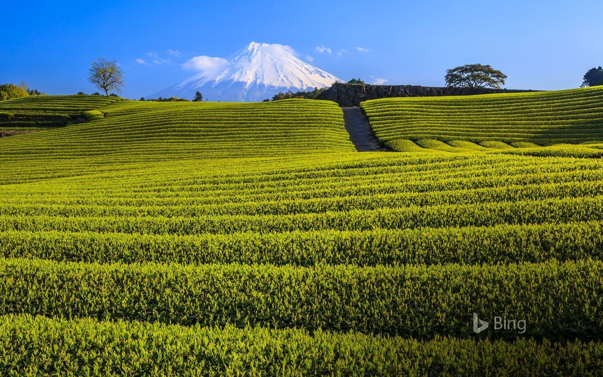 Tea Farm Wallpapers - Top Free Tea Farm Backgrounds - WallpaperAccess