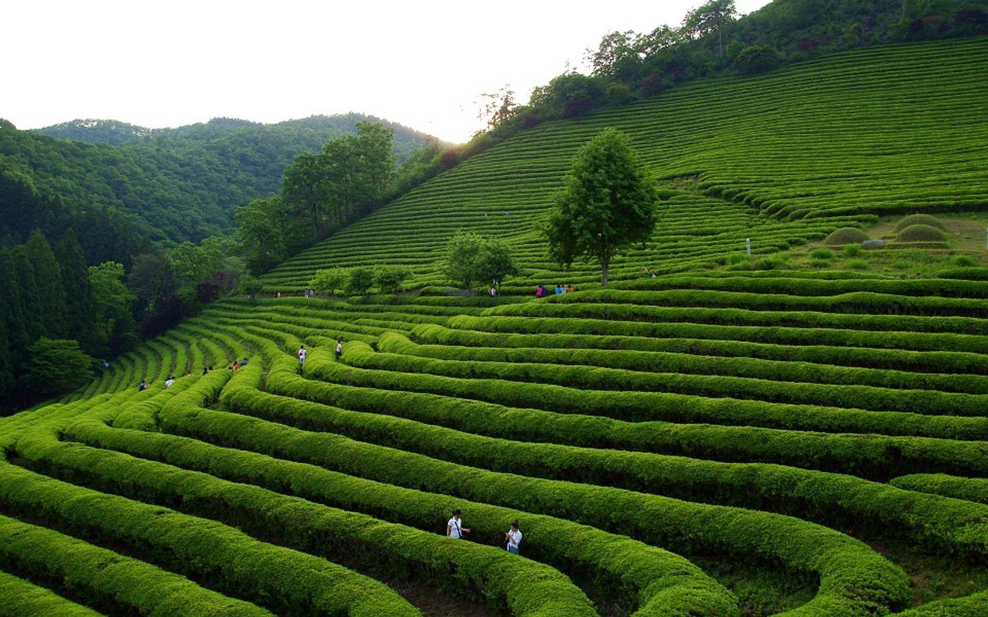 Tea Farm Wallpapers - Top Free Tea Farm Backgrounds - WallpaperAccess