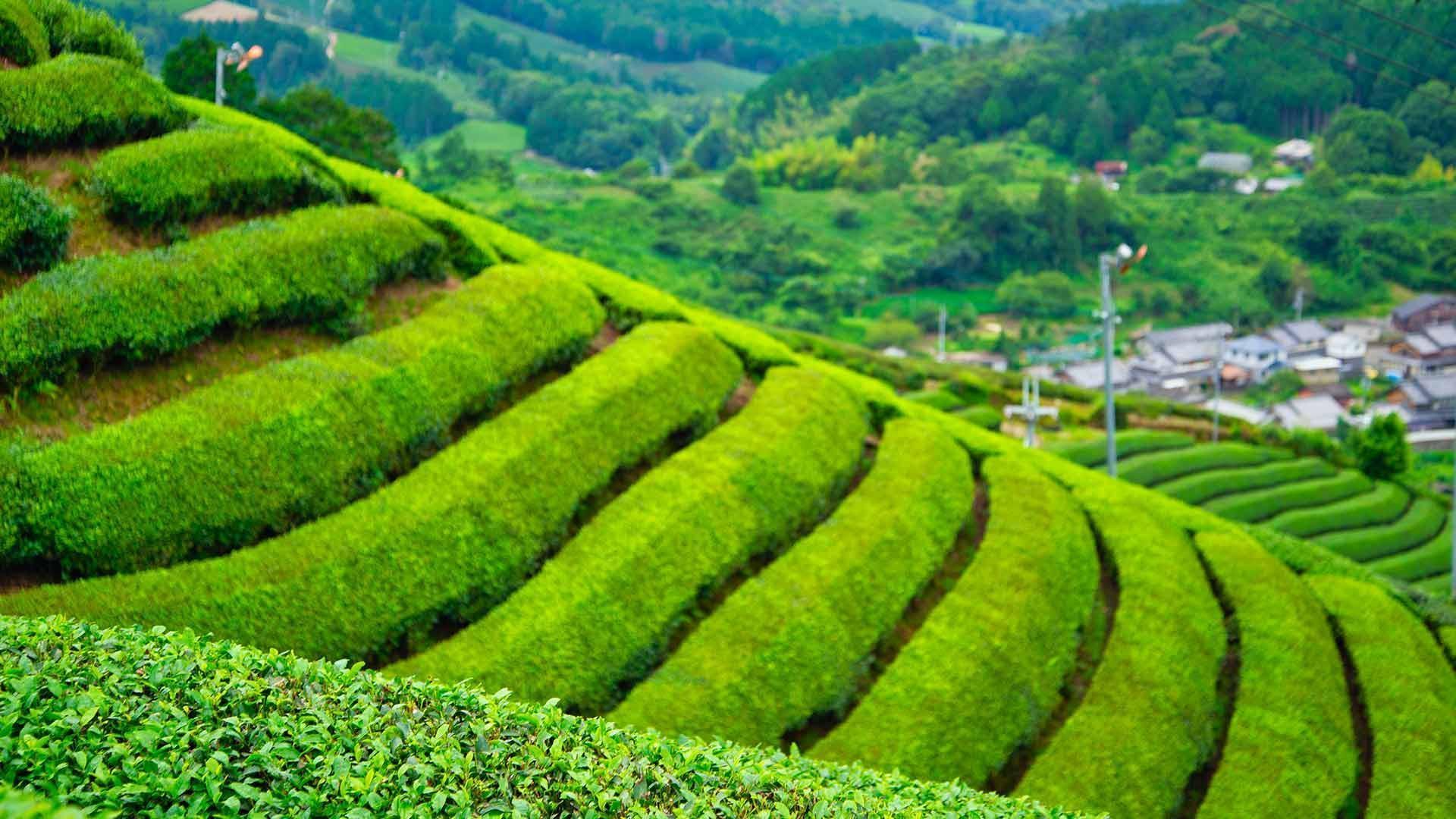 Tea Farm Wallpapers - Top Free Tea Farm Backgrounds - WallpaperAccess
