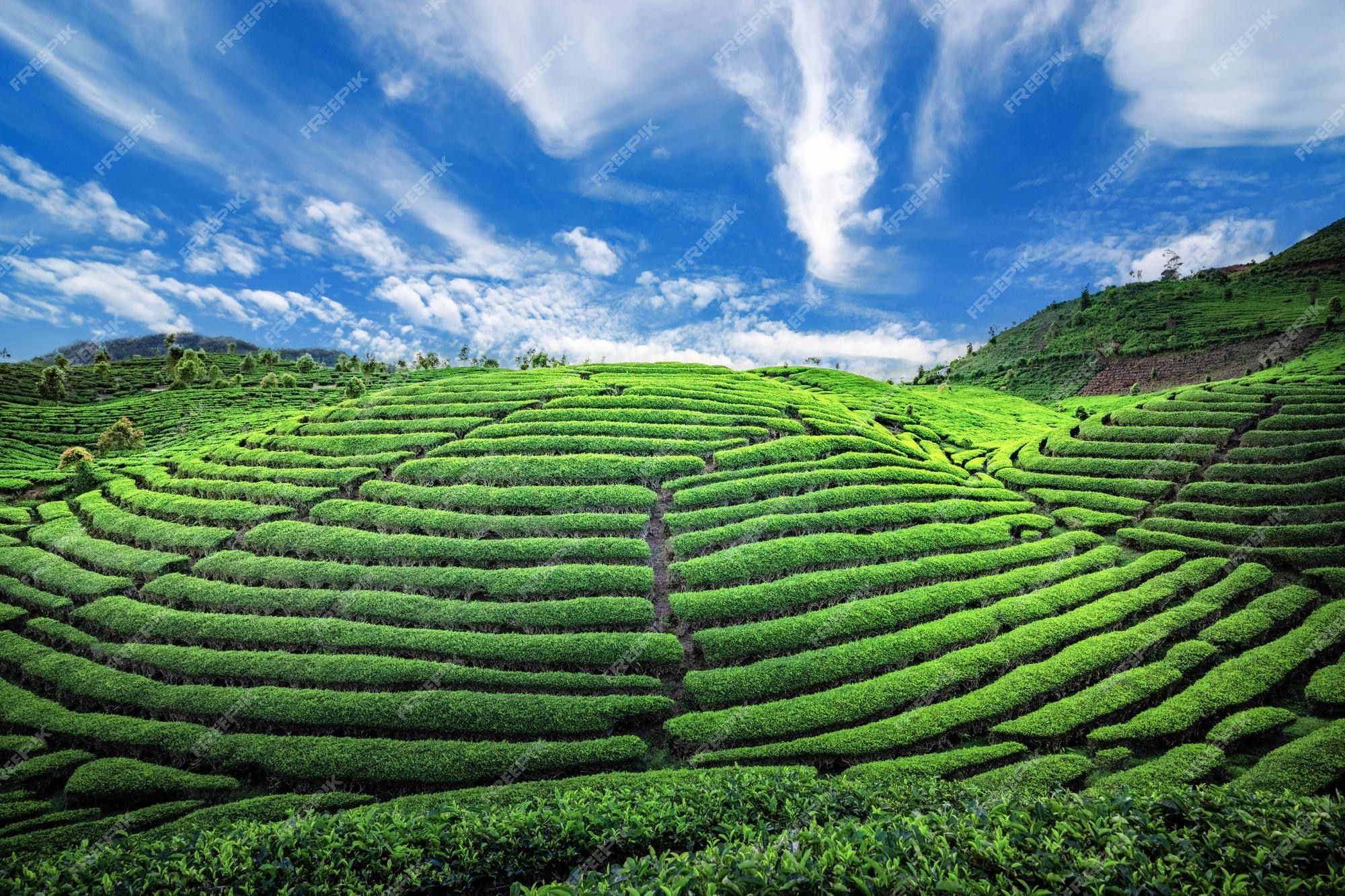 Tea Farm Wallpapers - Top Free Tea Farm Backgrounds - WallpaperAccess