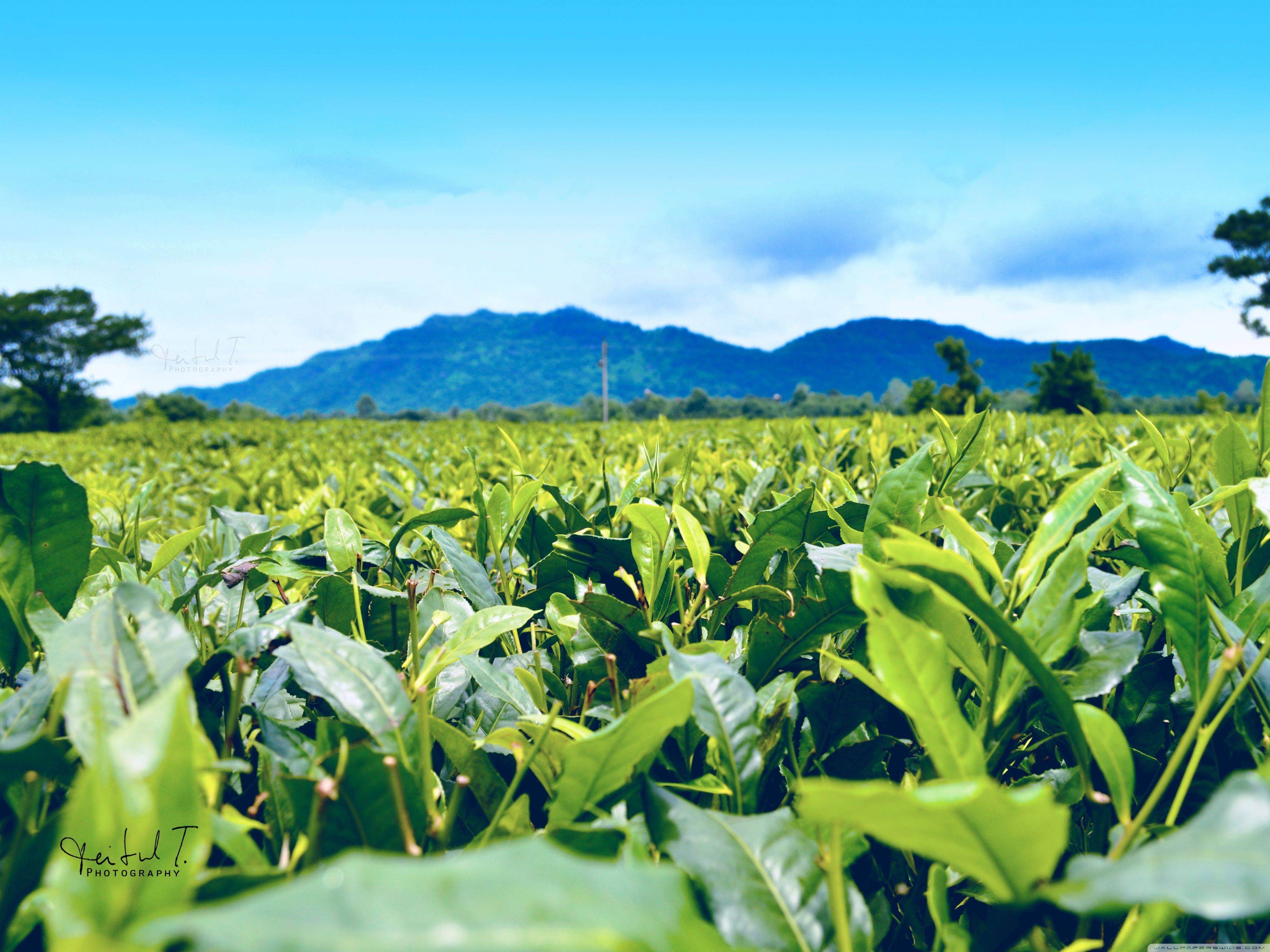 Tea Farm Wallpapers - Top Free Tea Farm Backgrounds - WallpaperAccess