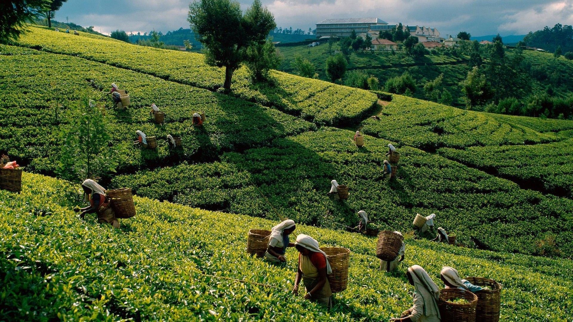 Tea Farm Wallpapers - Top Free Tea Farm Backgrounds - WallpaperAccess
