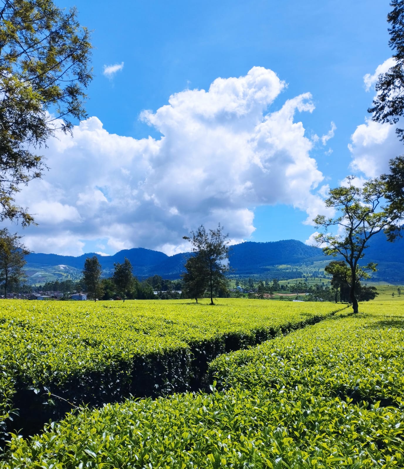 Tea Farm Wallpapers - Top Free Tea Farm Backgrounds - WallpaperAccess
