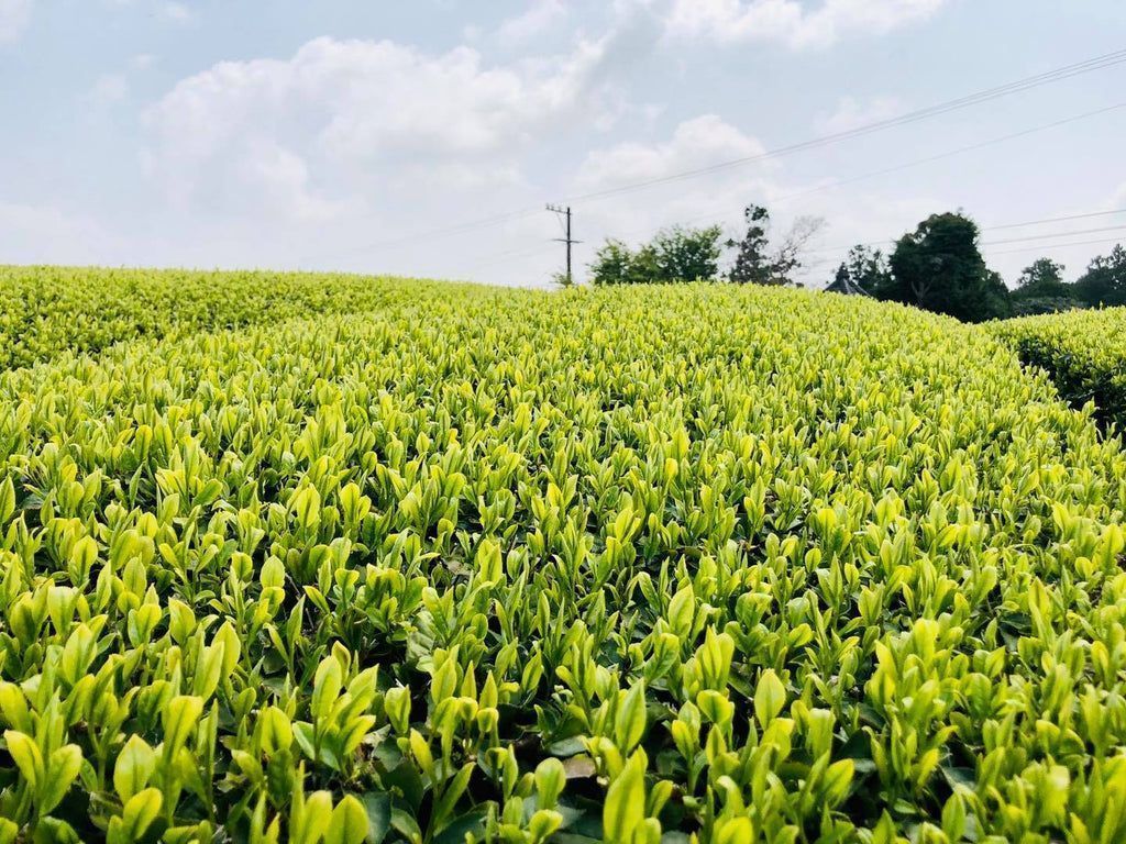 Tea Farm Wallpapers - Top Free Tea Farm Backgrounds - WallpaperAccess