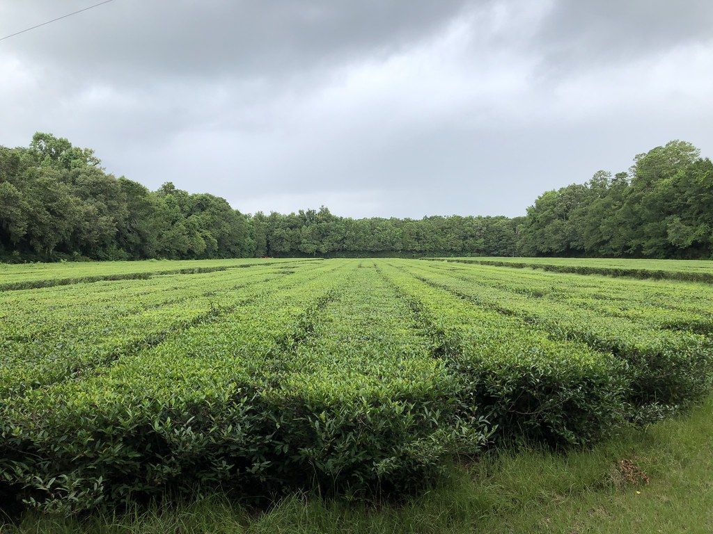 Tea Farm Wallpapers - Top Free Tea Farm Backgrounds - WallpaperAccess