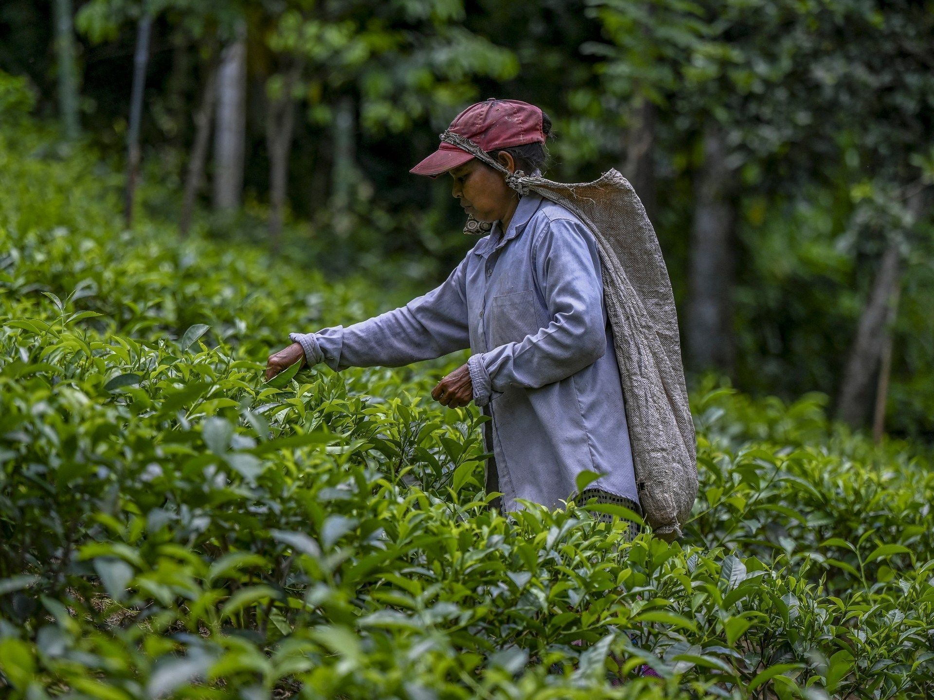 Tea Farm Wallpapers - Top Free Tea Farm Backgrounds - WallpaperAccess