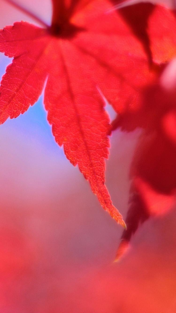 Red Leaf iPhone Wallpapers - Top Free Red Leaf iPhone Backgrounds ...
