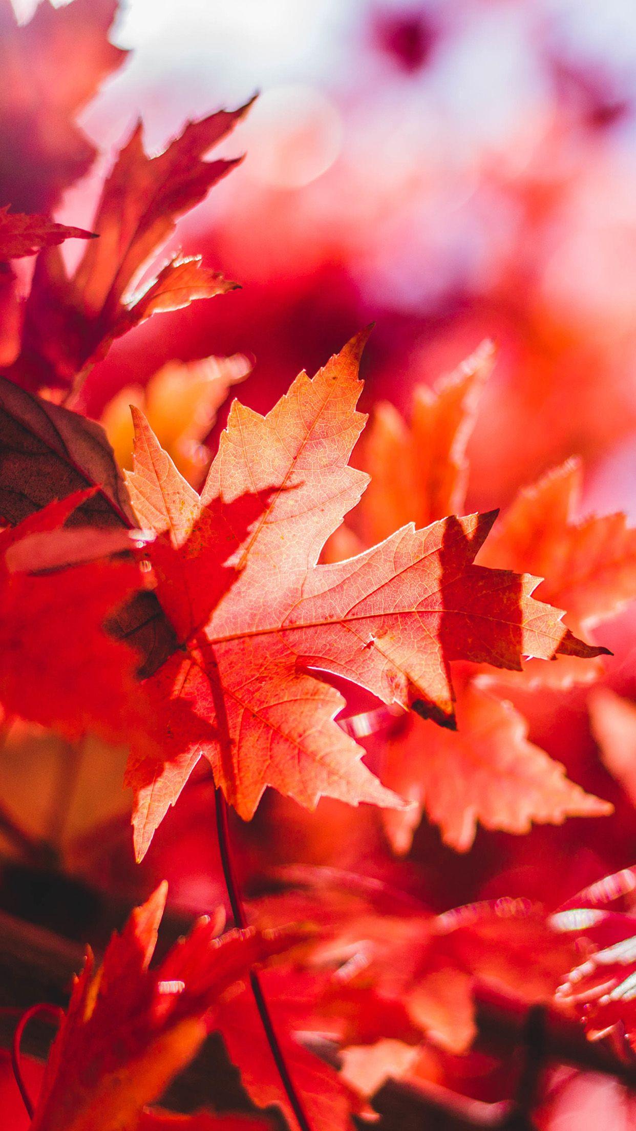 Maple Leaves Wallpapers - Top Free Maple Leaves Backgrounds ...
