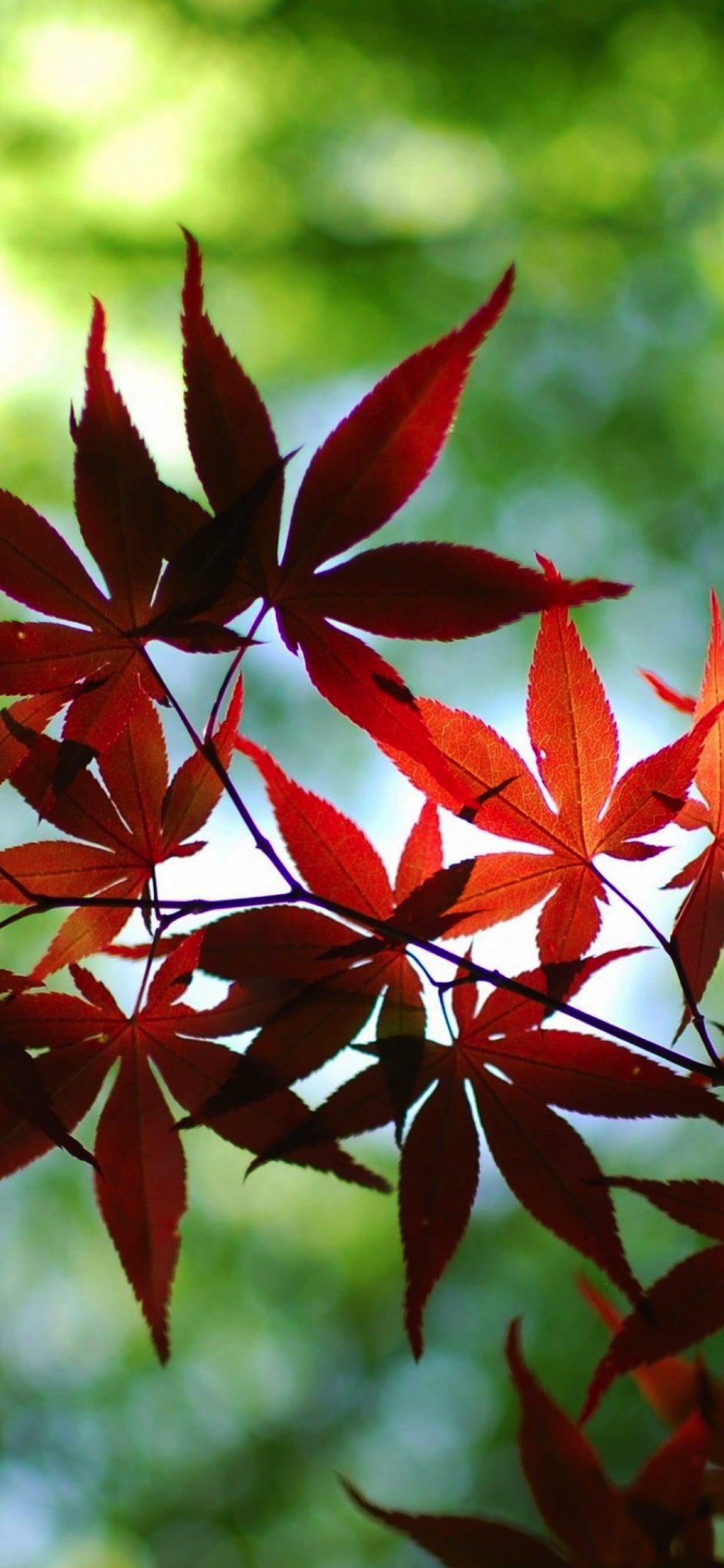 Red Leaf iPhone Wallpapers - Top Free Red Leaf iPhone Backgrounds ...