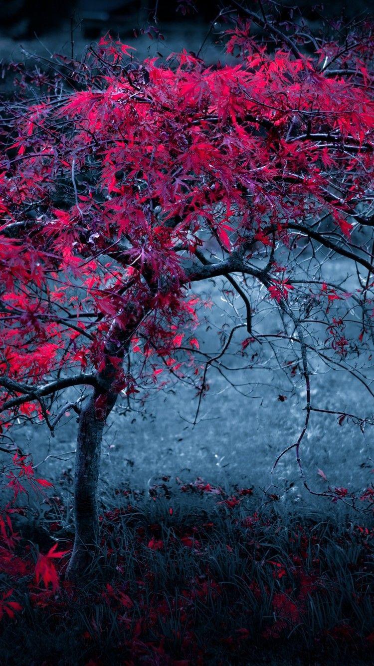 Red Leaf iPhone Wallpapers - Top Free Red Leaf iPhone Backgrounds ...