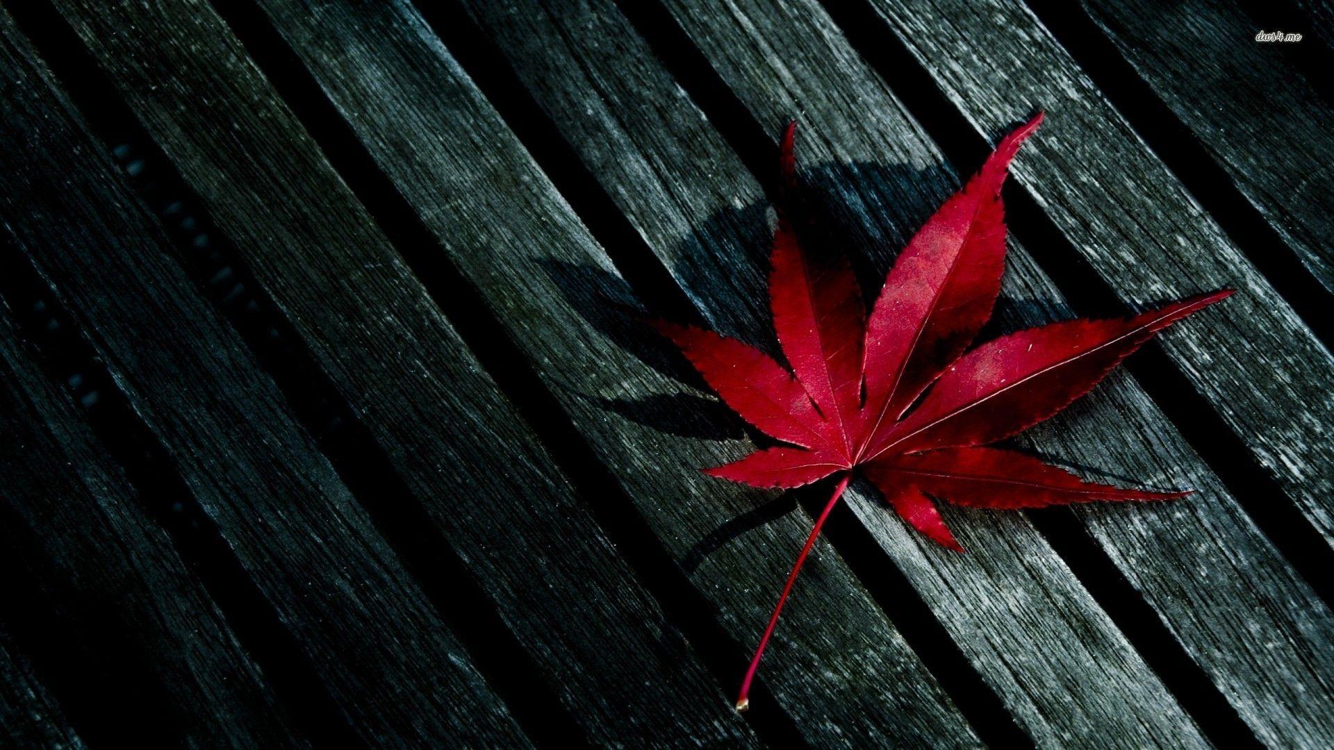 Red Autumn Wallpapers - Top Free Red Autumn Backgrounds - WallpaperAccess