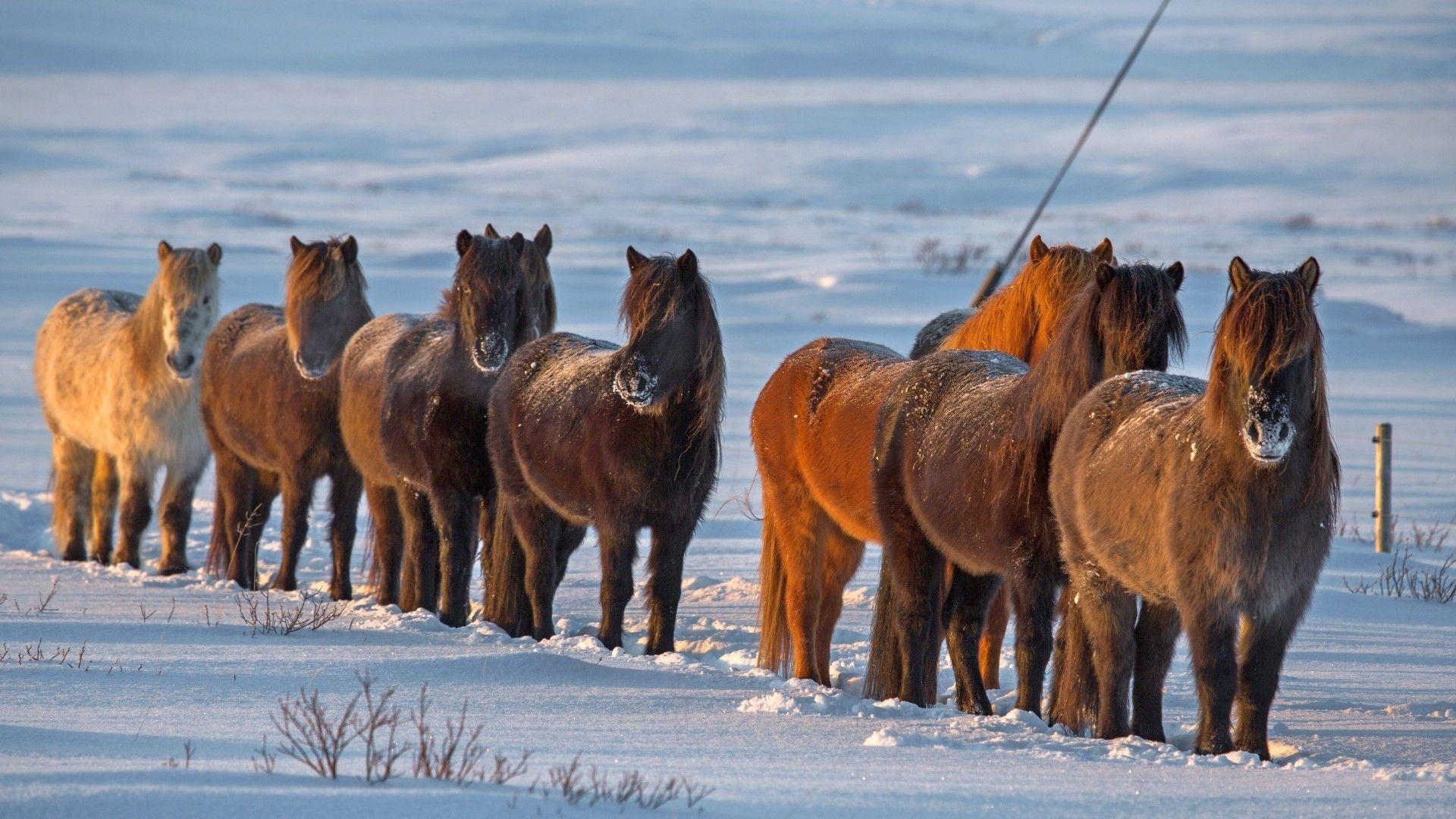 Iceland Horse Wallpapers - Top Free Iceland Horse Backgrounds ...
