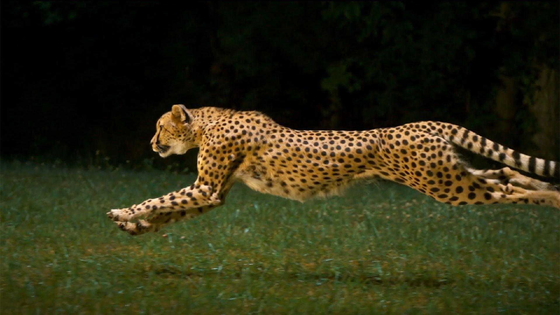 Cheetah HD Wallpapers - Top Free Cheetah HD Backgrounds - WallpaperAccess