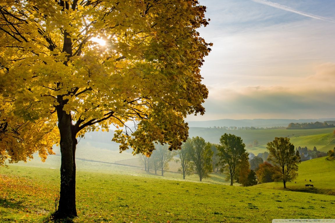 Yellow Landscape Wallpapers - Top Free Yellow Landscape Backgrounds ...