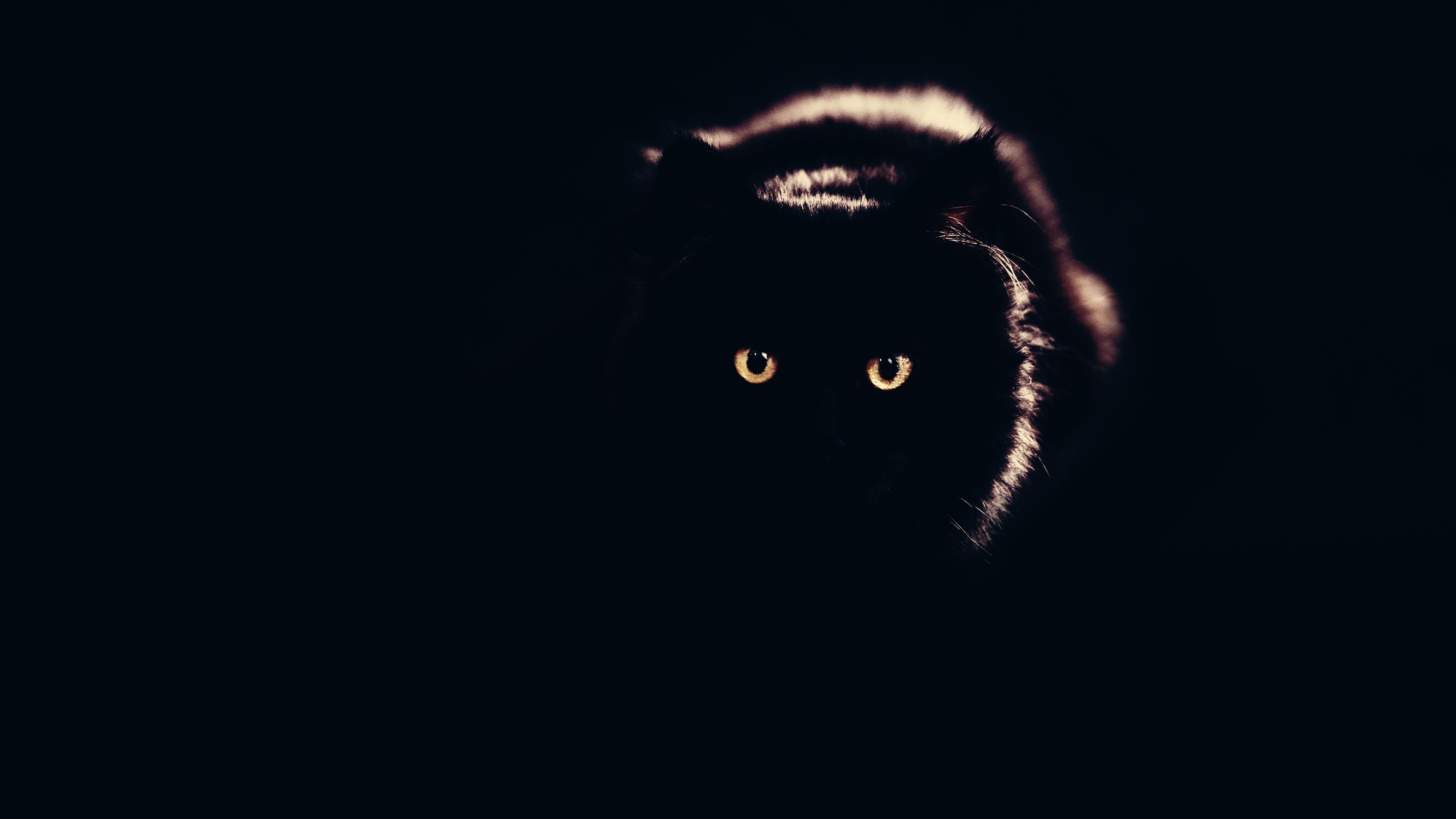 Black Cat HD Desktop Wallpapers - Top Free Black Cat HD Desktop ...