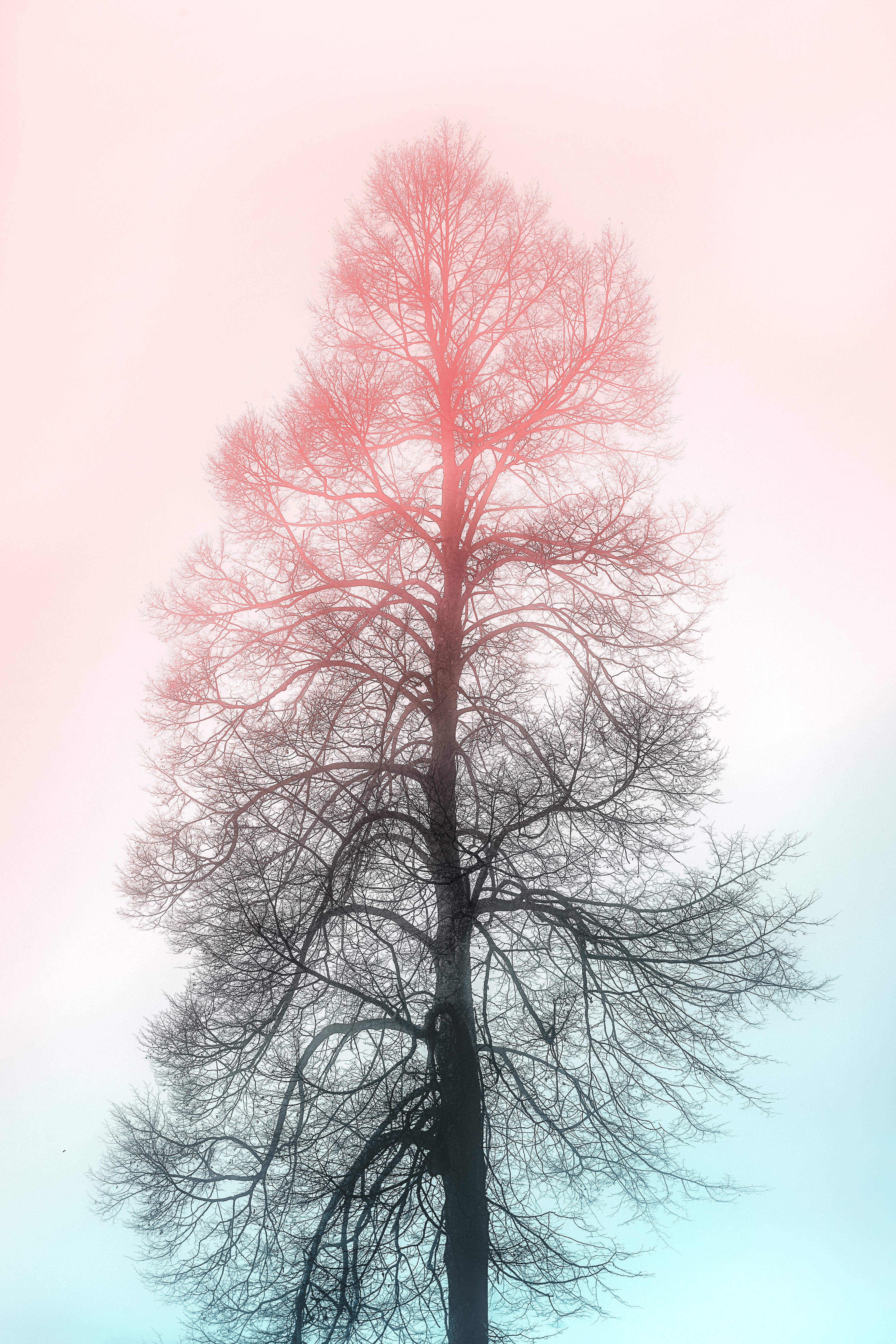 Dry Tree Wallpapers - Top Free Dry Tree Backgrounds - WallpaperAccess