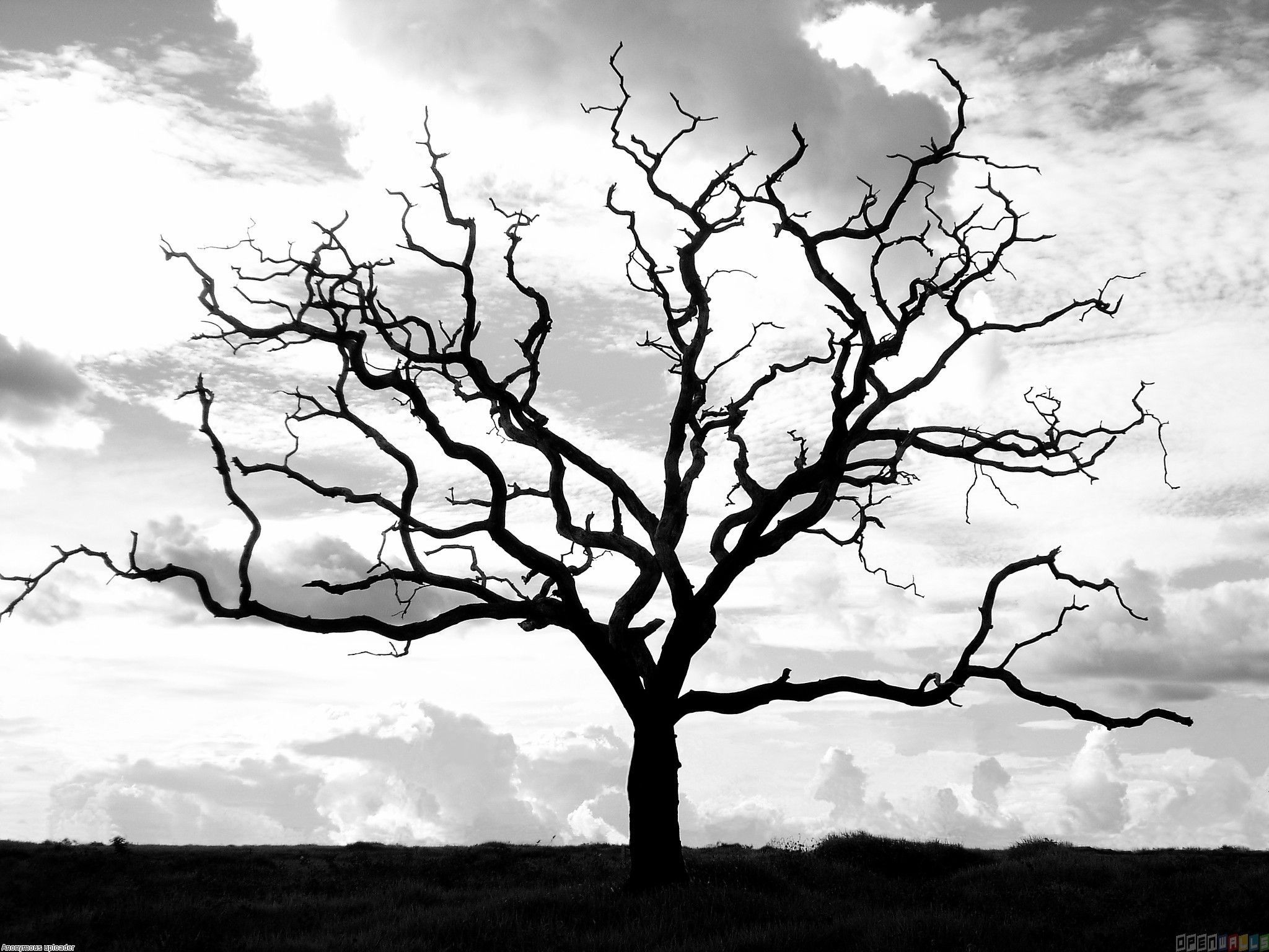 Dry Tree Wallpapers - Top Free Dry Tree Backgrounds - WallpaperAccess