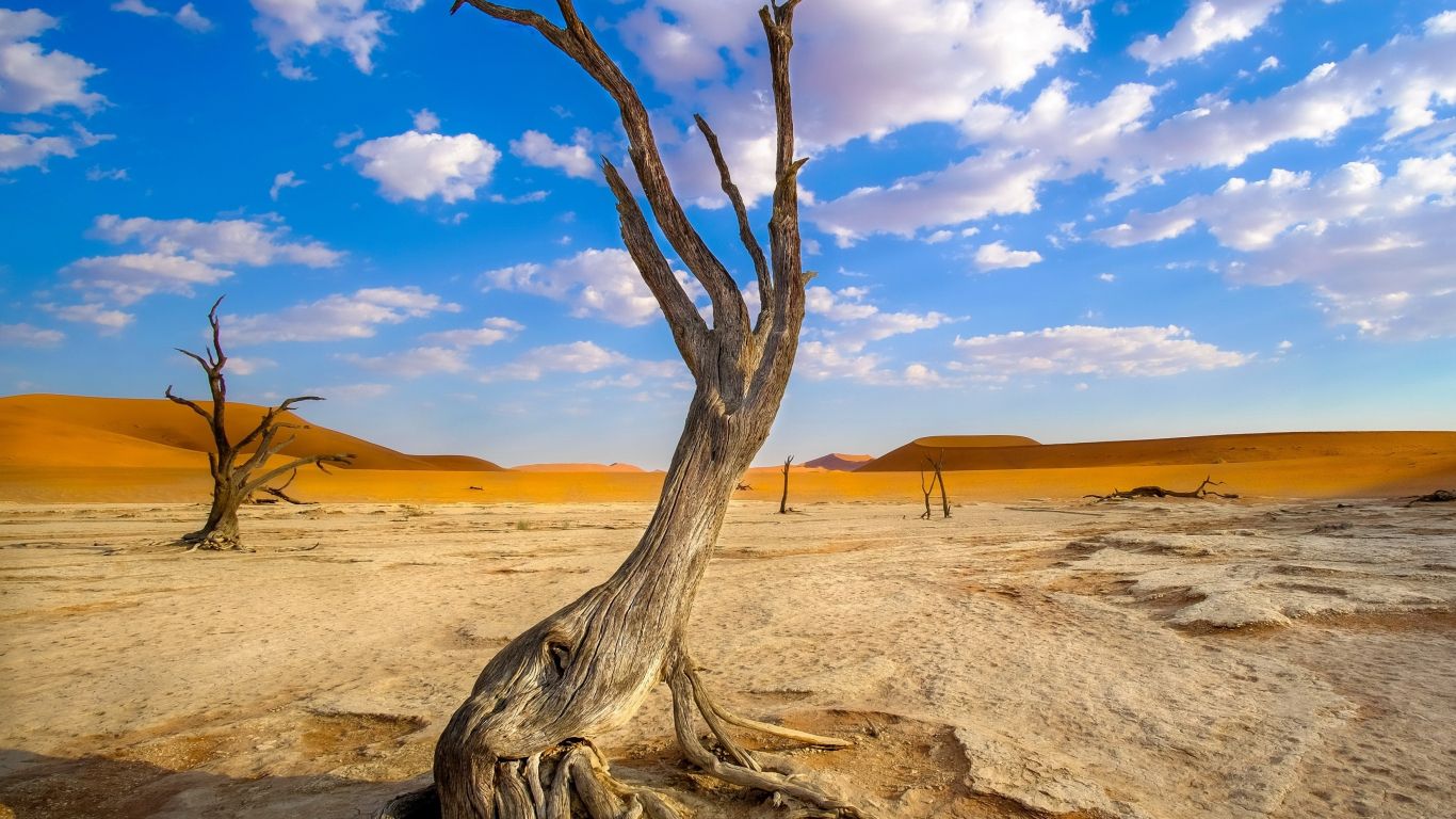 Dry Tree Wallpapers - Top Free Dry Tree Backgrounds - WallpaperAccess