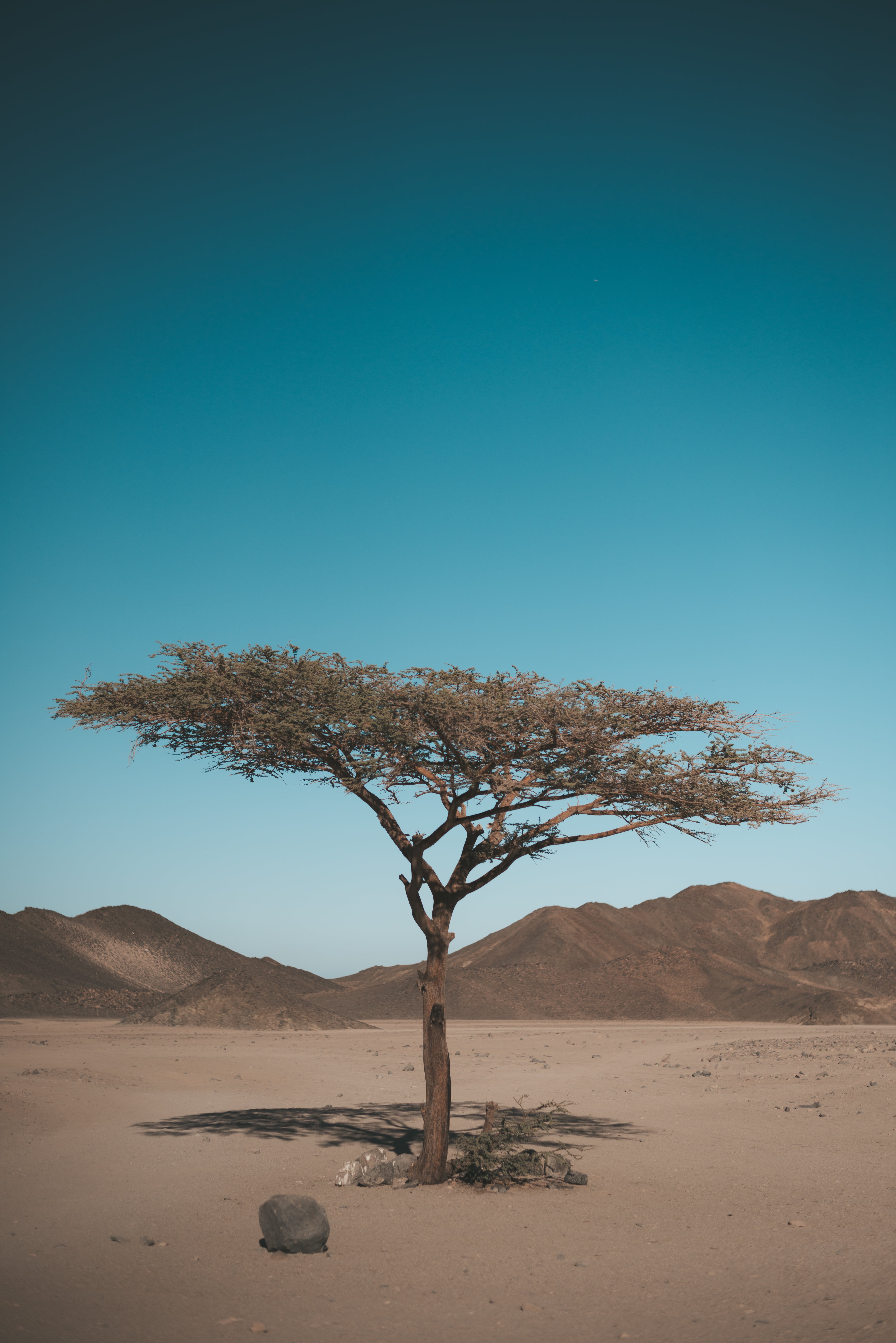 Dry Tree Wallpapers - Top Free Dry Tree Backgrounds - WallpaperAccess