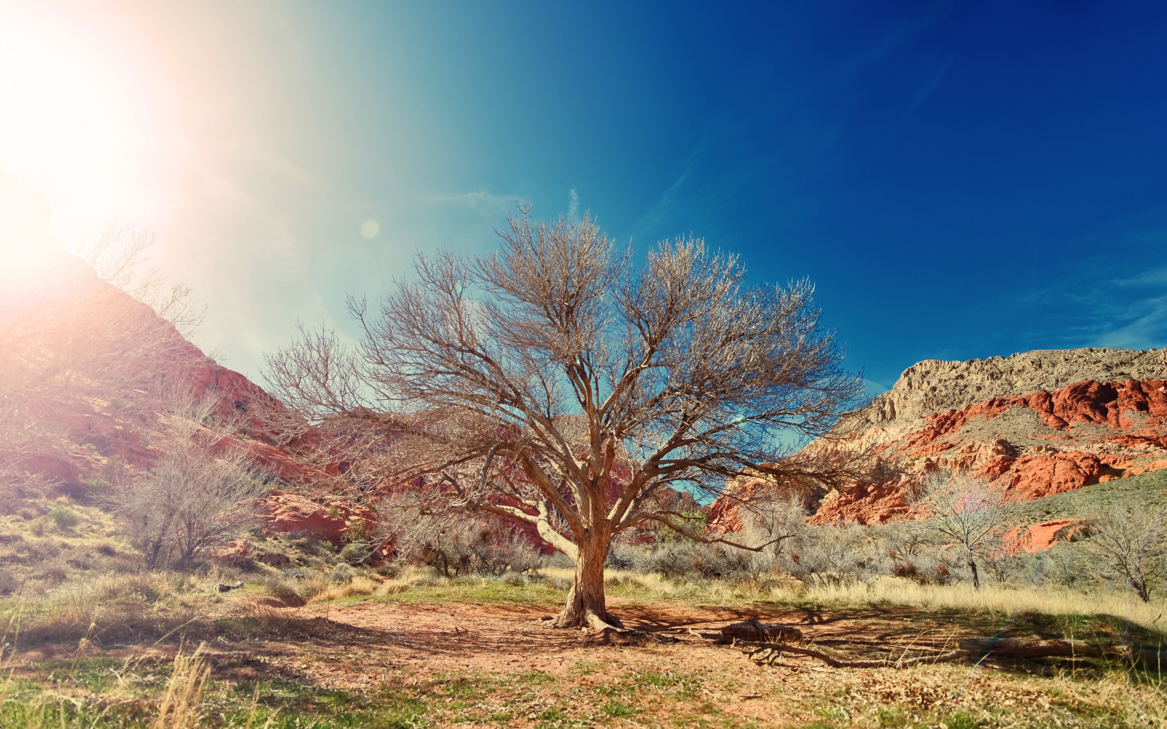 Dry Tree Wallpapers - Top Free Dry Tree Backgrounds - WallpaperAccess