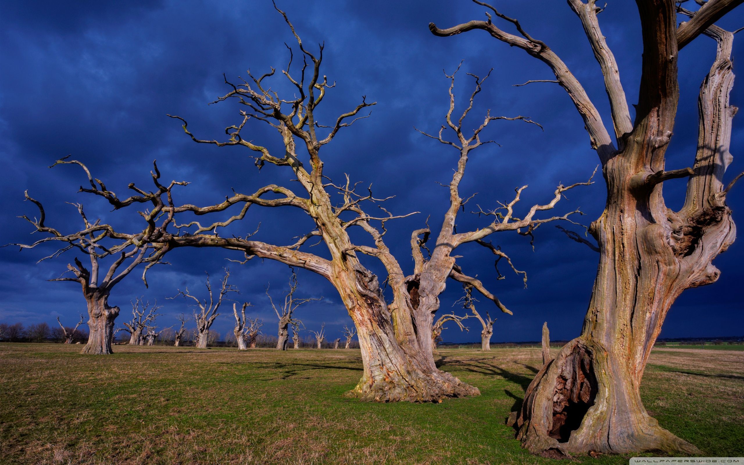 Dry Tree Wallpapers - Top Free Dry Tree Backgrounds - WallpaperAccess