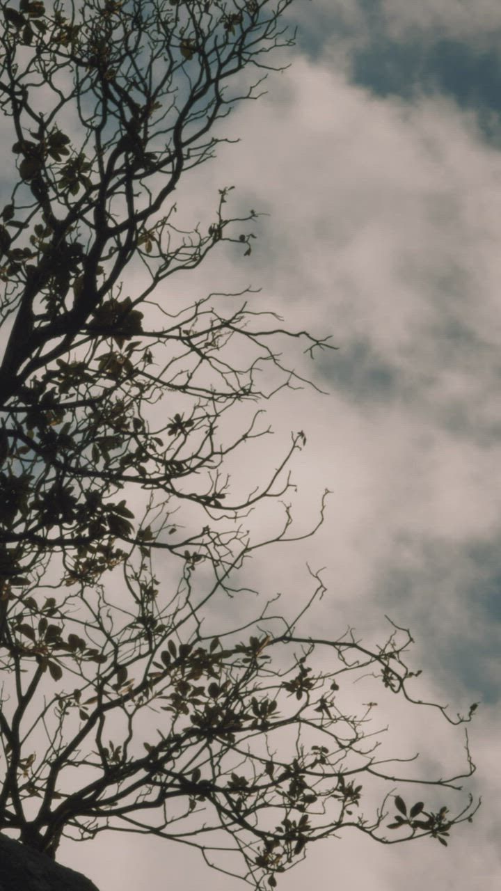 Dry Tree Wallpapers - Top Free Dry Tree Backgrounds - WallpaperAccess