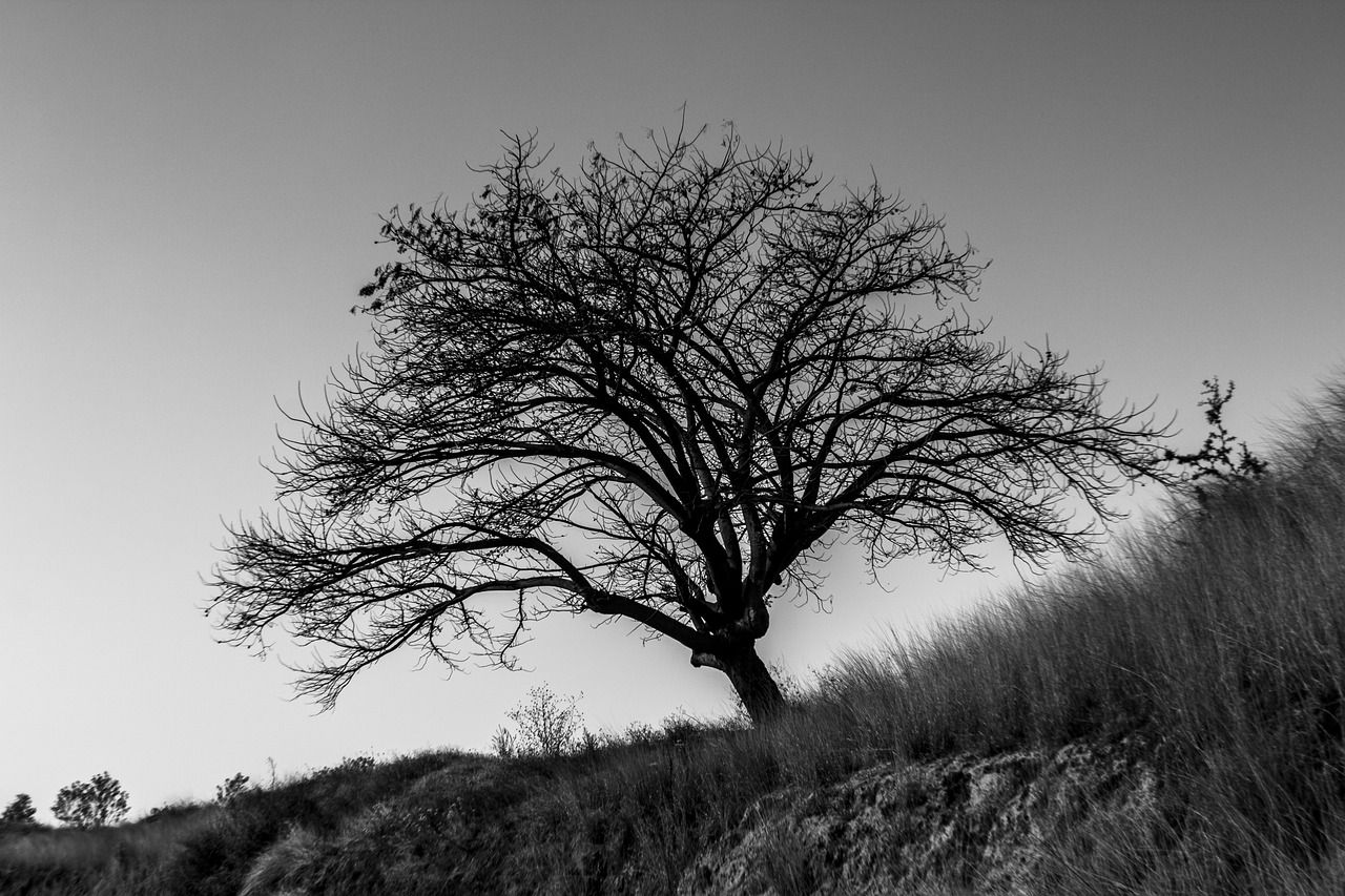 Dry Tree Wallpapers - Top Free Dry Tree Backgrounds - WallpaperAccess