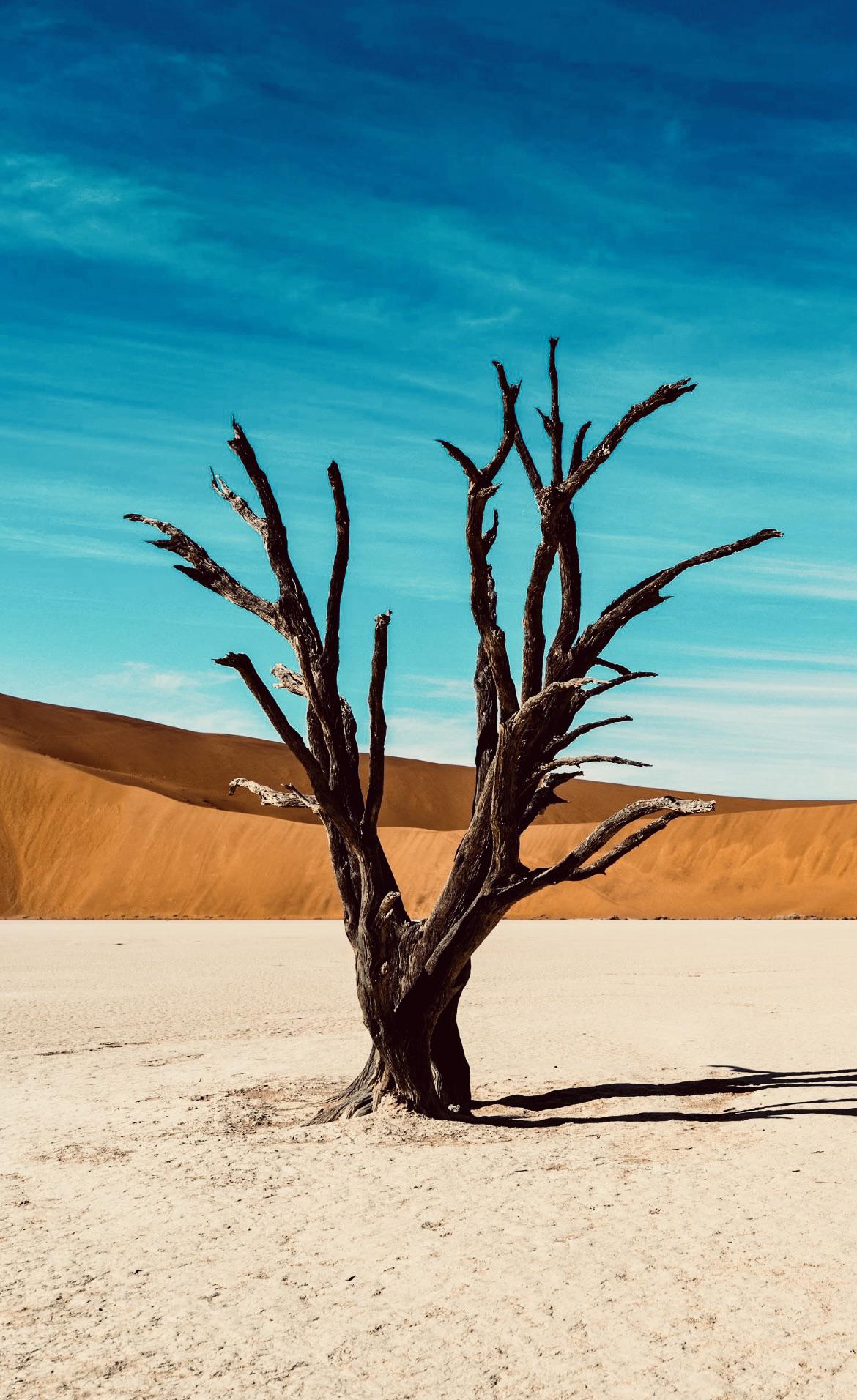 Dry Tree Wallpapers - Top Free Dry Tree Backgrounds - WallpaperAccess