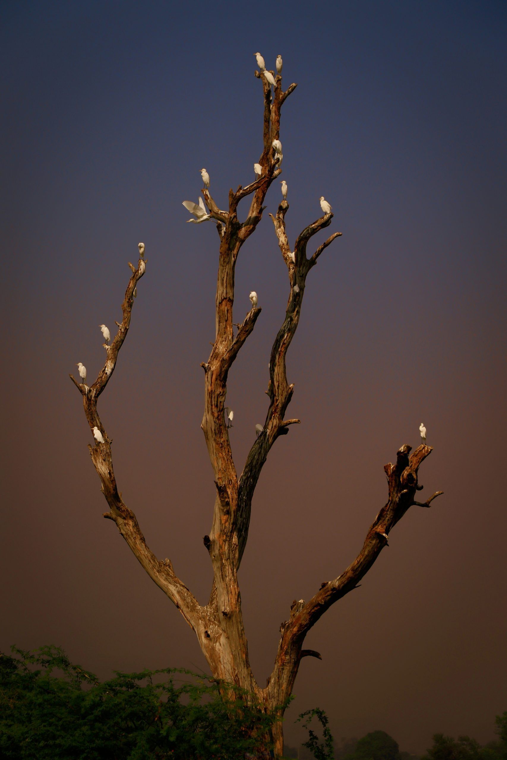 Dry Tree Wallpapers - Top Free Dry Tree Backgrounds - WallpaperAccess