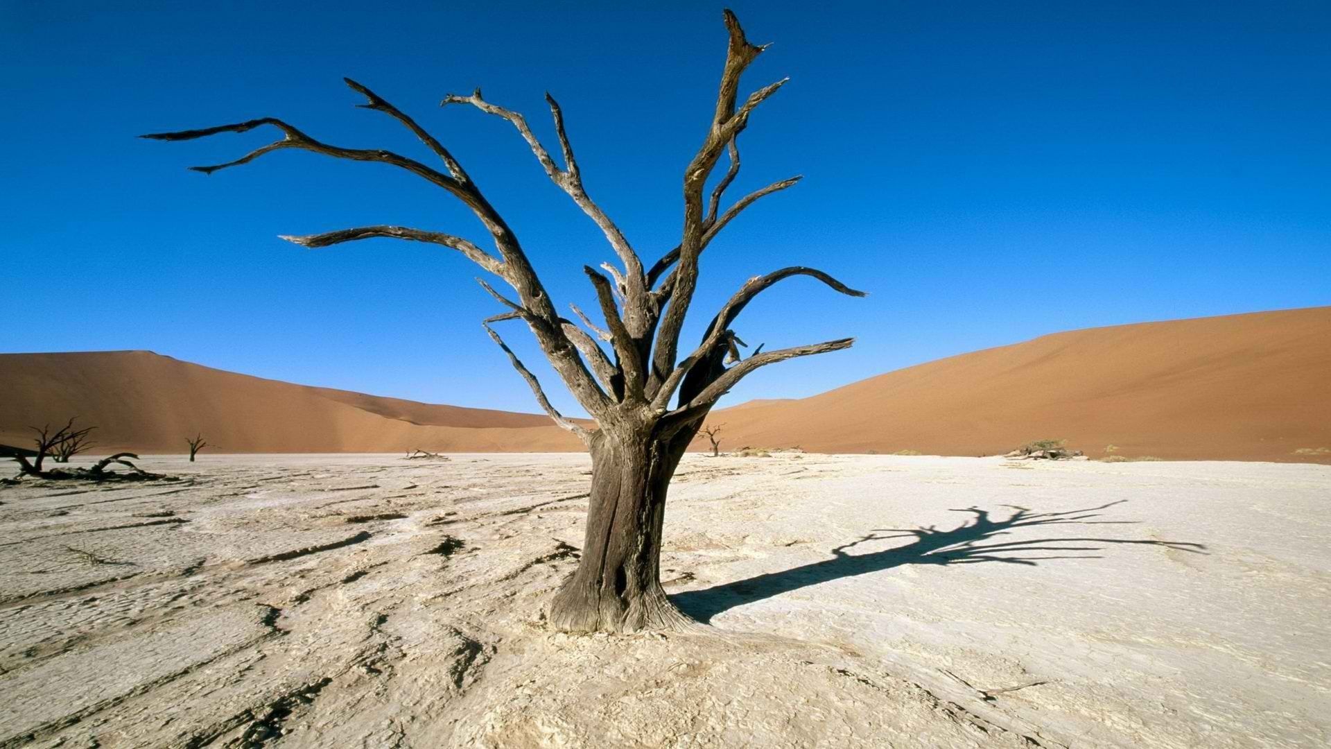Dry Tree Wallpapers - Top Free Dry Tree Backgrounds - WallpaperAccess
