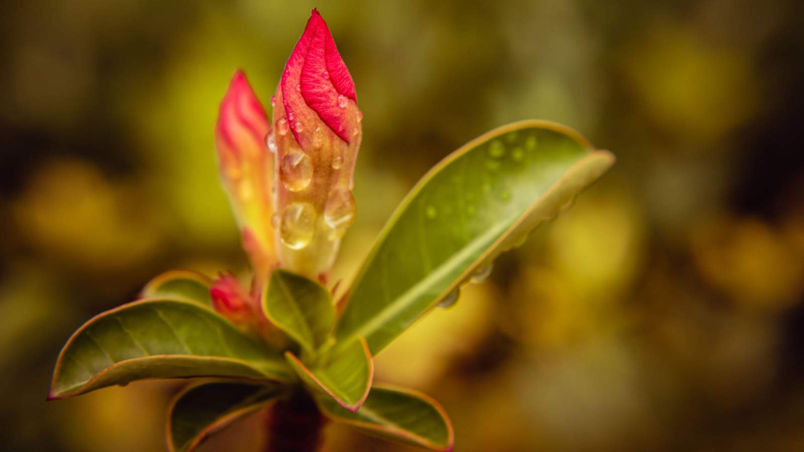 Desert Rose Wallpapers - Top Free Desert Rose Backgrounds - WallpaperAccess