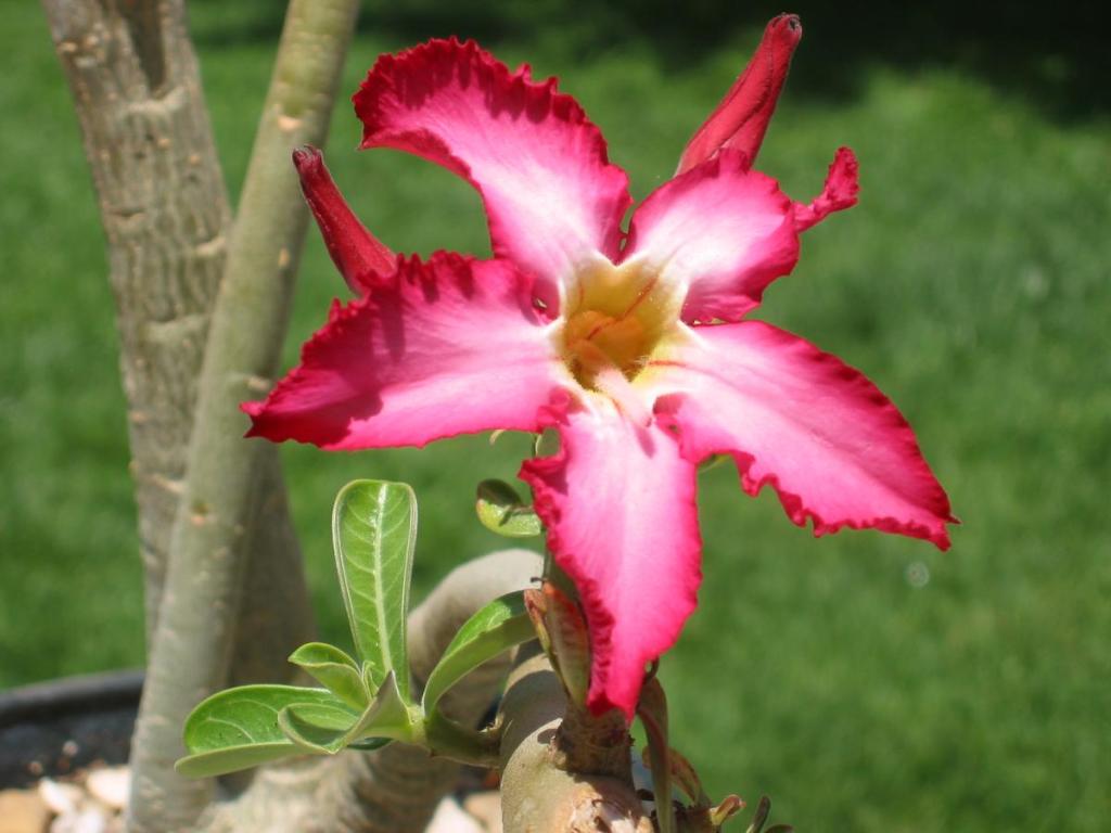 Desert Rose Wallpapers - Top Free Desert Rose Backgrounds - WallpaperAccess