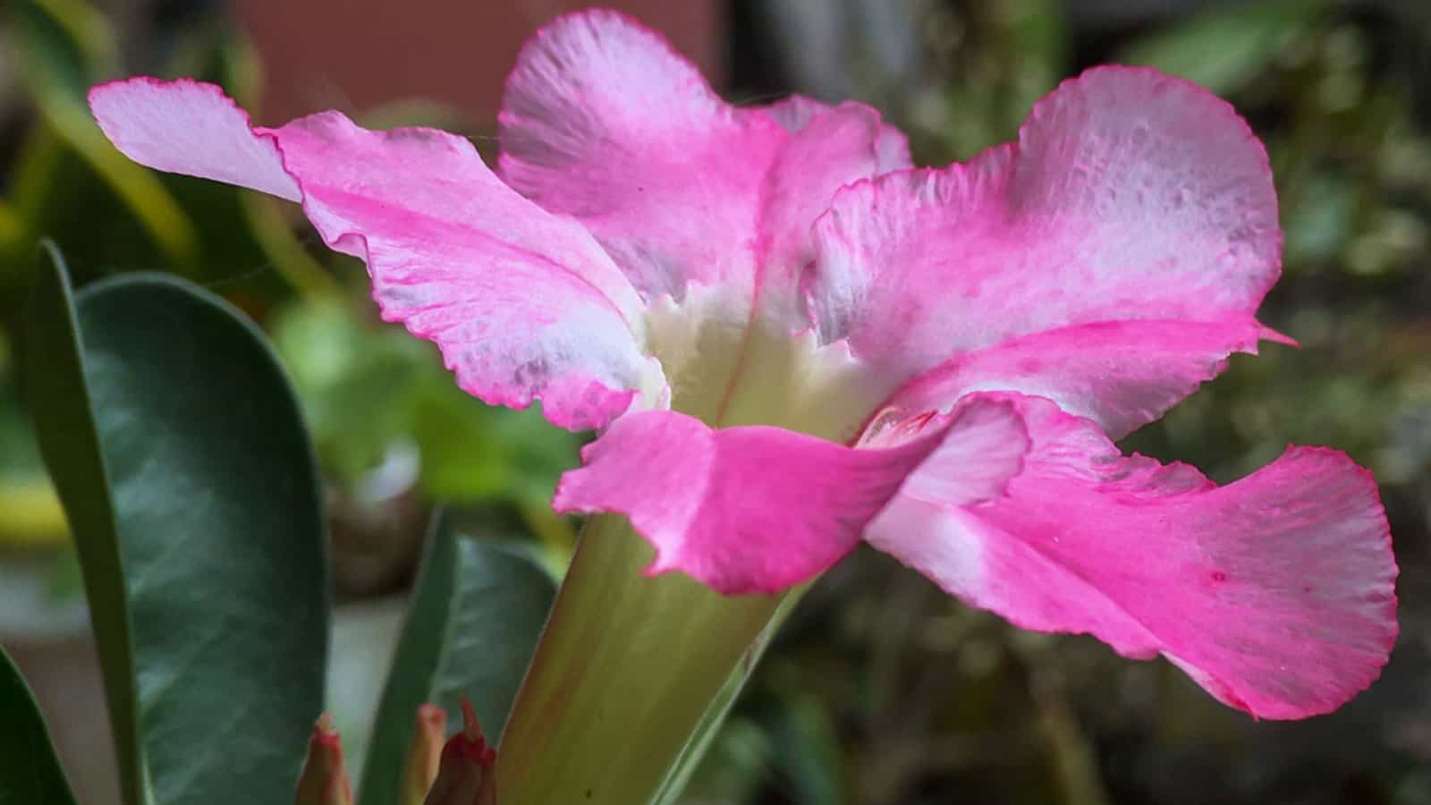 Desert Rose Wallpapers - Top Free Desert Rose Backgrounds - WallpaperAccess