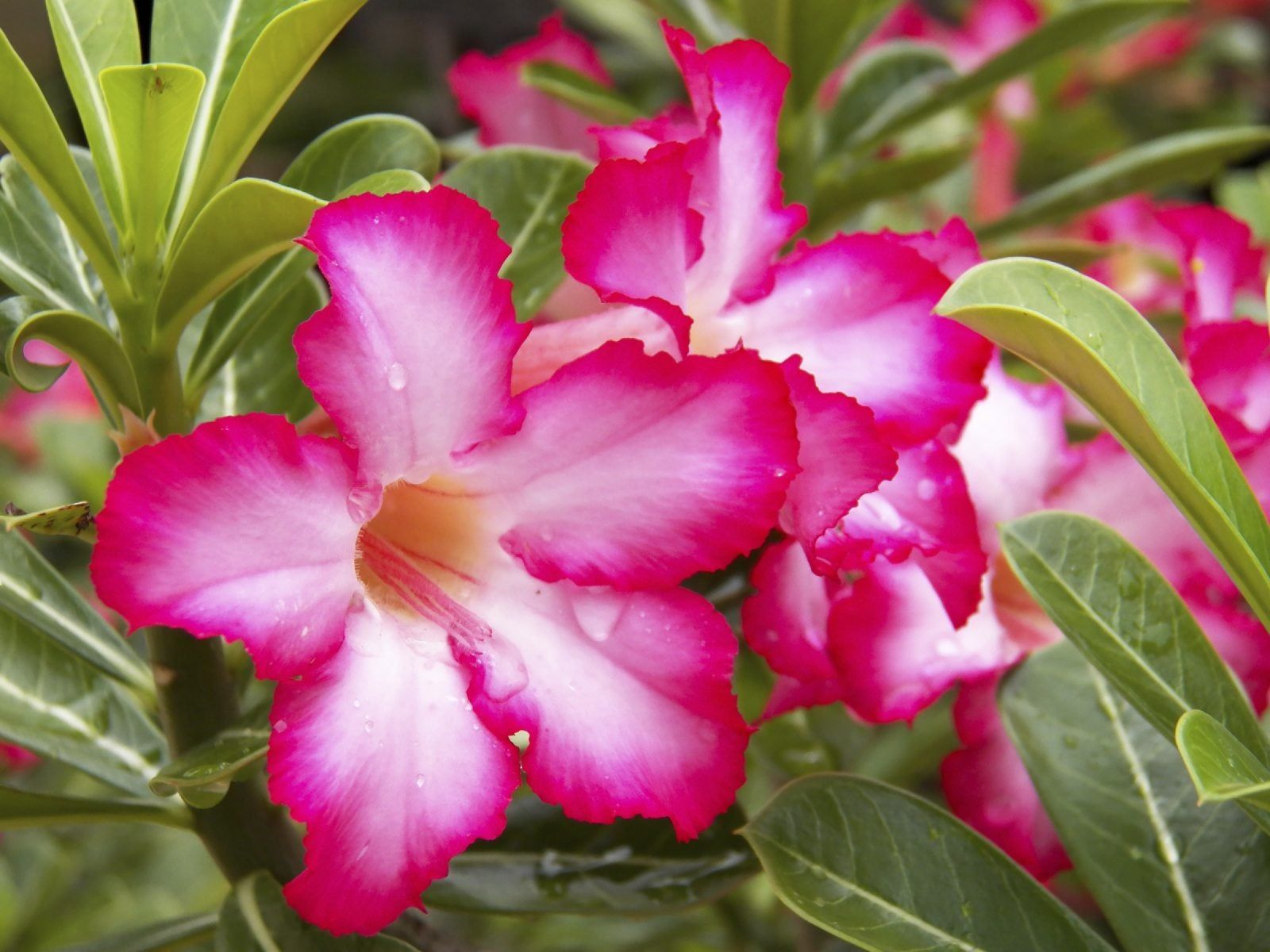Desert Rose Wallpapers - Top Free Desert Rose Backgrounds - WallpaperAccess